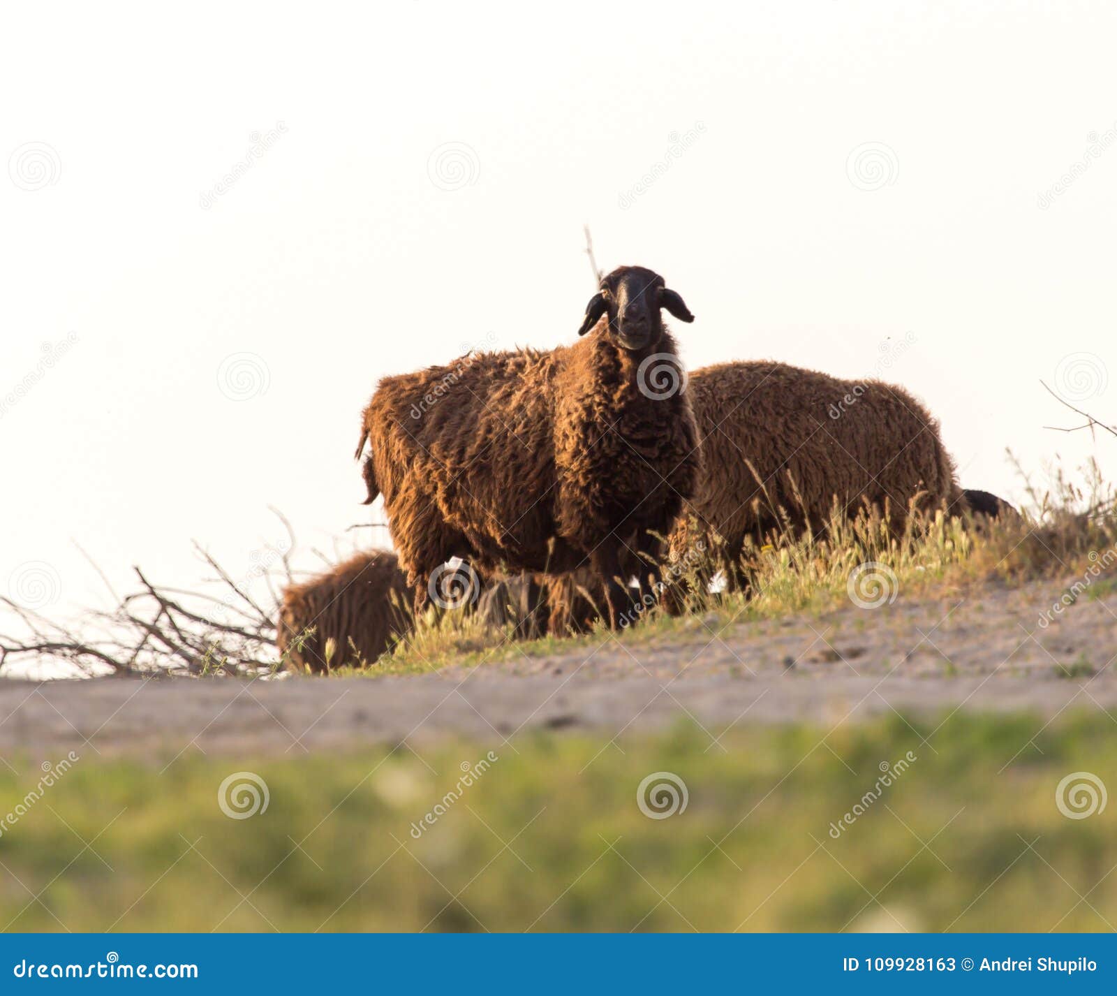 Sheep at sunset stock image. Image of dawn, black, cloudscape - 109928163