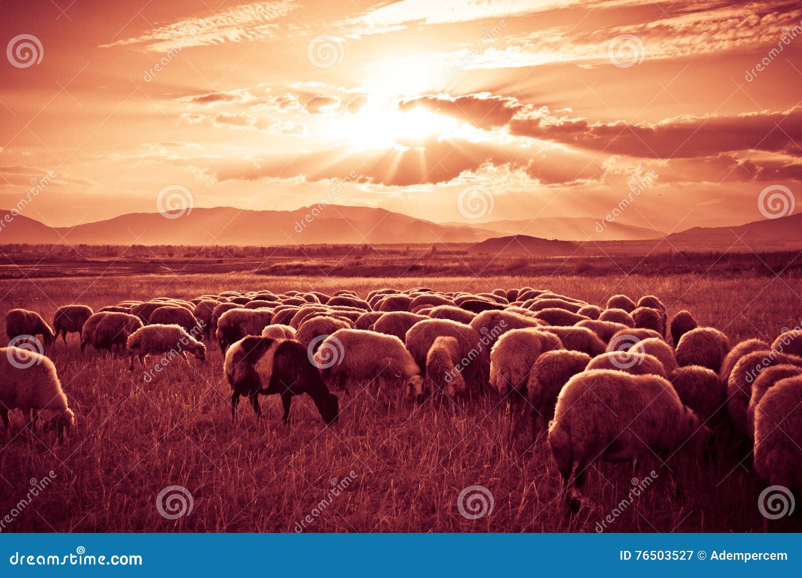 Sheep on Sunset stock image. Image of outdoor, herd, scene - 76503527