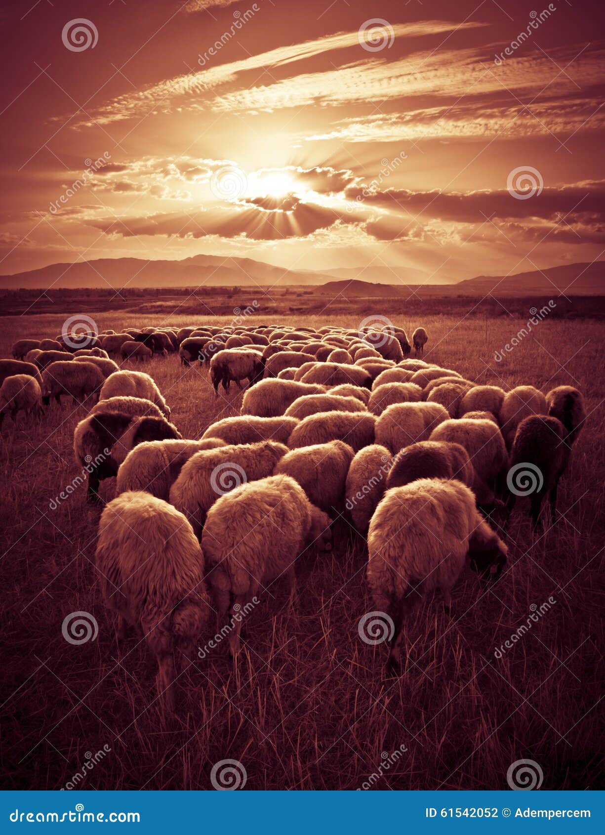 Sheep on Sunset stock photo. Image of herd, overcast - 61542052