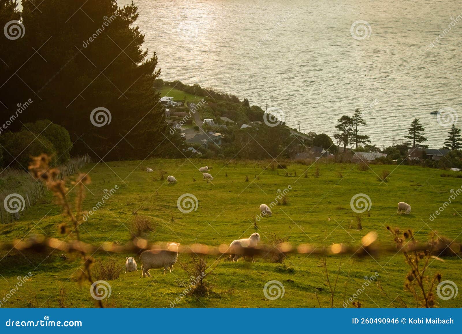 Sheep sunset stock photo. Image of grass, reflection - 260490946