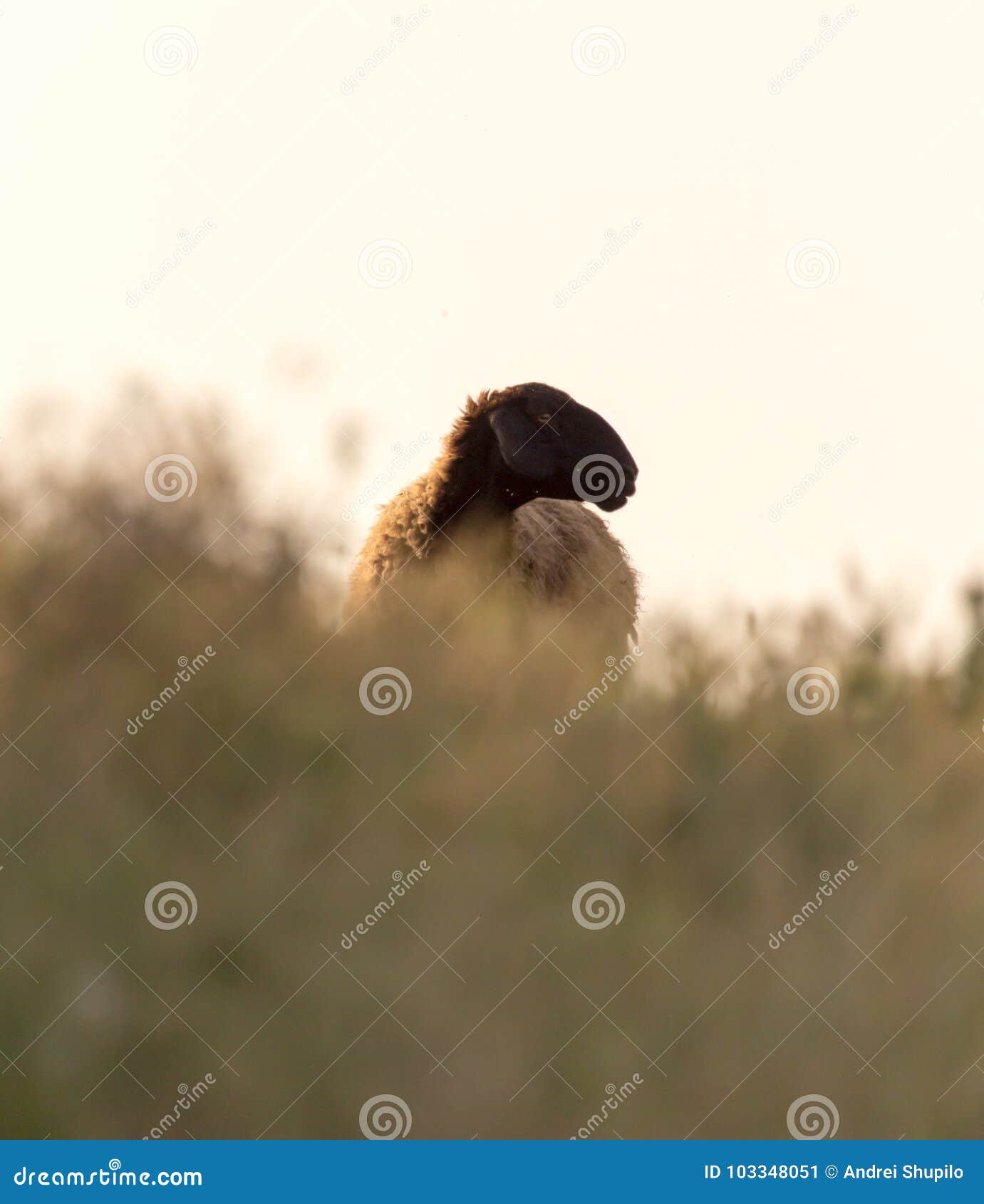 Sheep at sunset stock image. Image of sheep, black, animal - 103348051