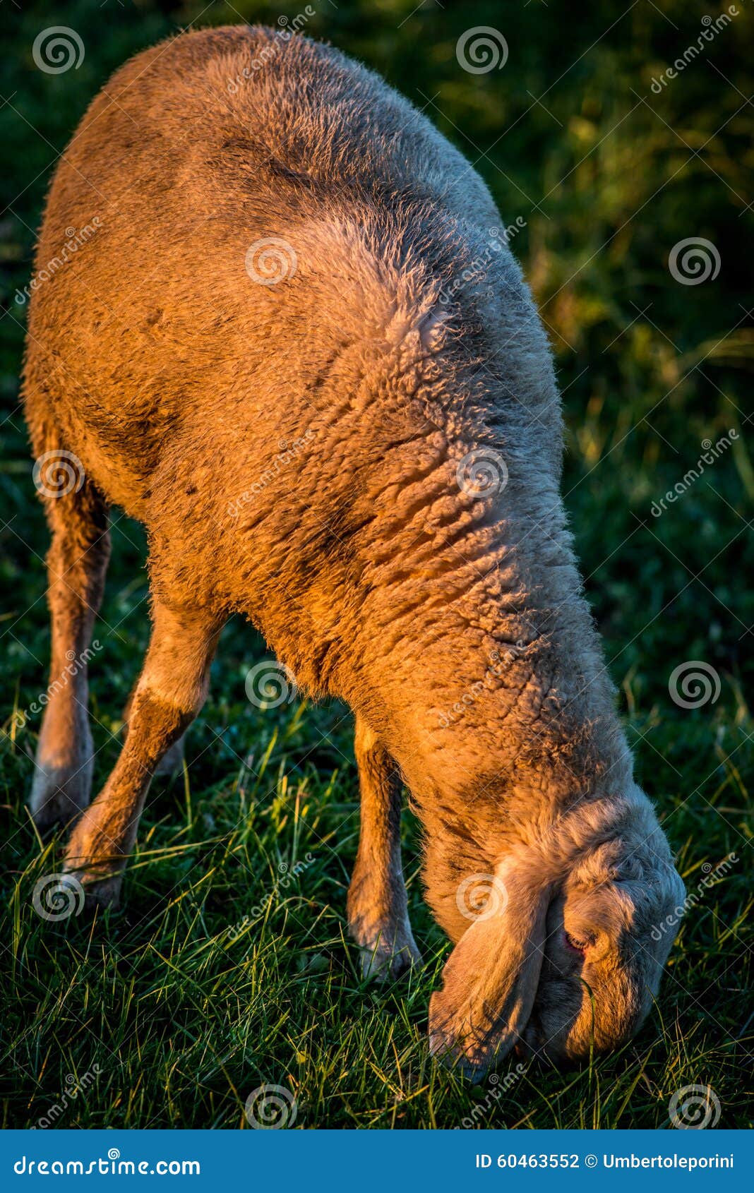 Sheep at sunset stock photo. Image of breeding, countryside - 60463552