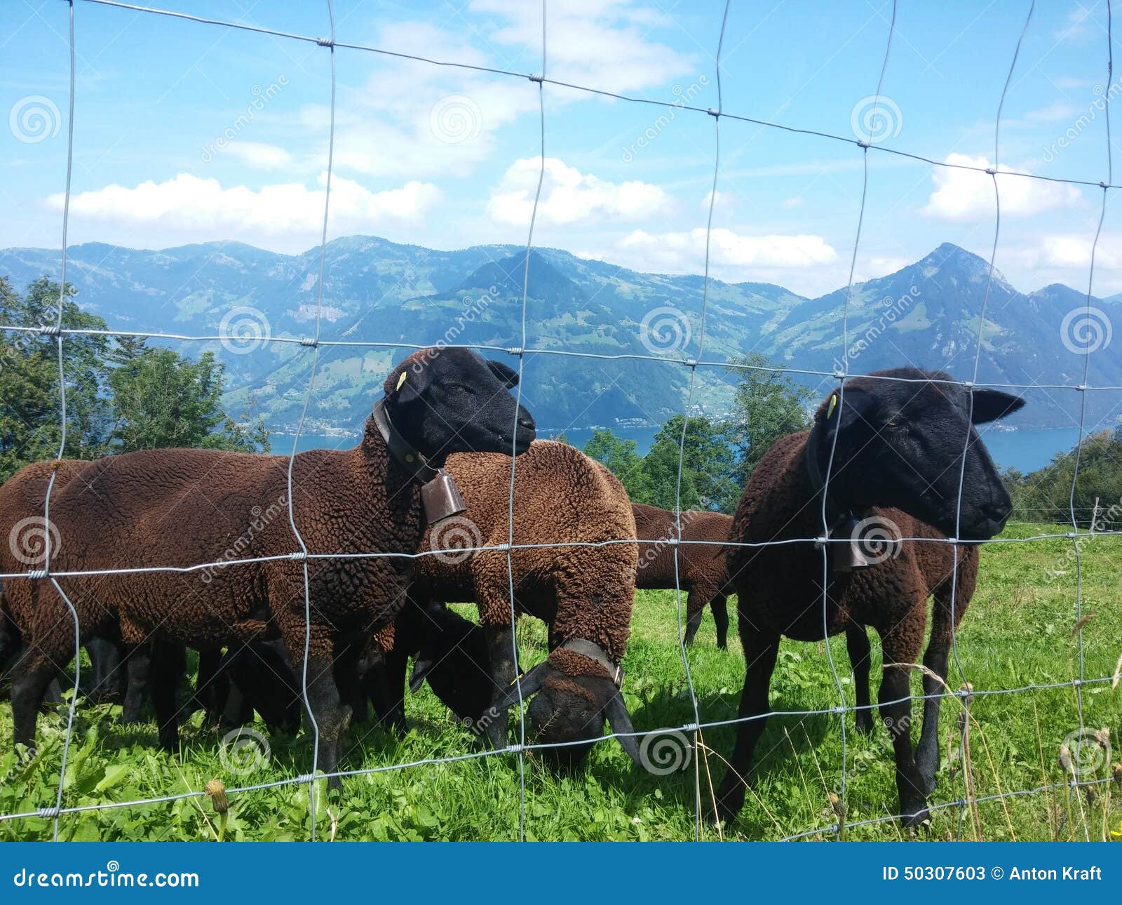 Sheep in Swiss Alps stock image. Image of animals, pasture - 50307603