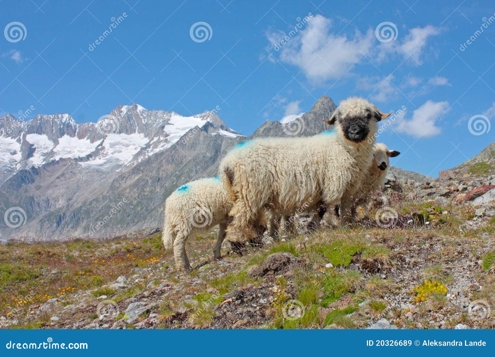 Sheep in Switzerland stock image. Image of landscape - 20326689