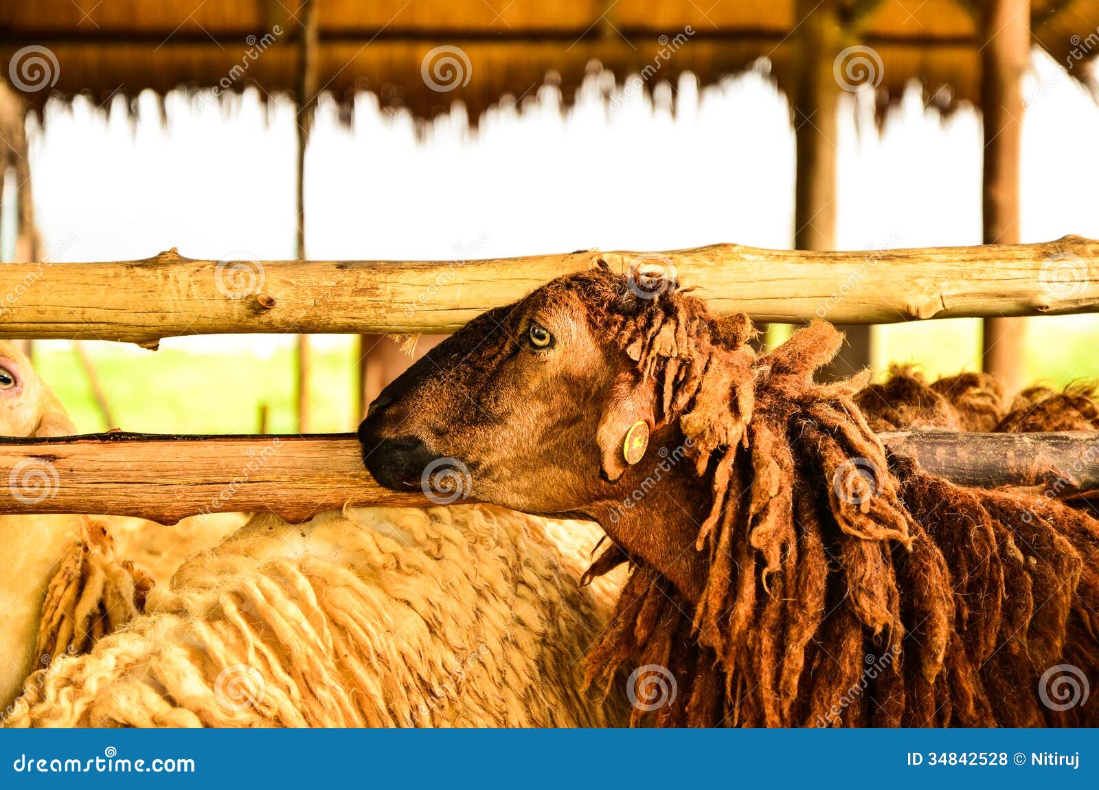 Sheep with tag stock photo. Image of sheep, thailand - 34842528