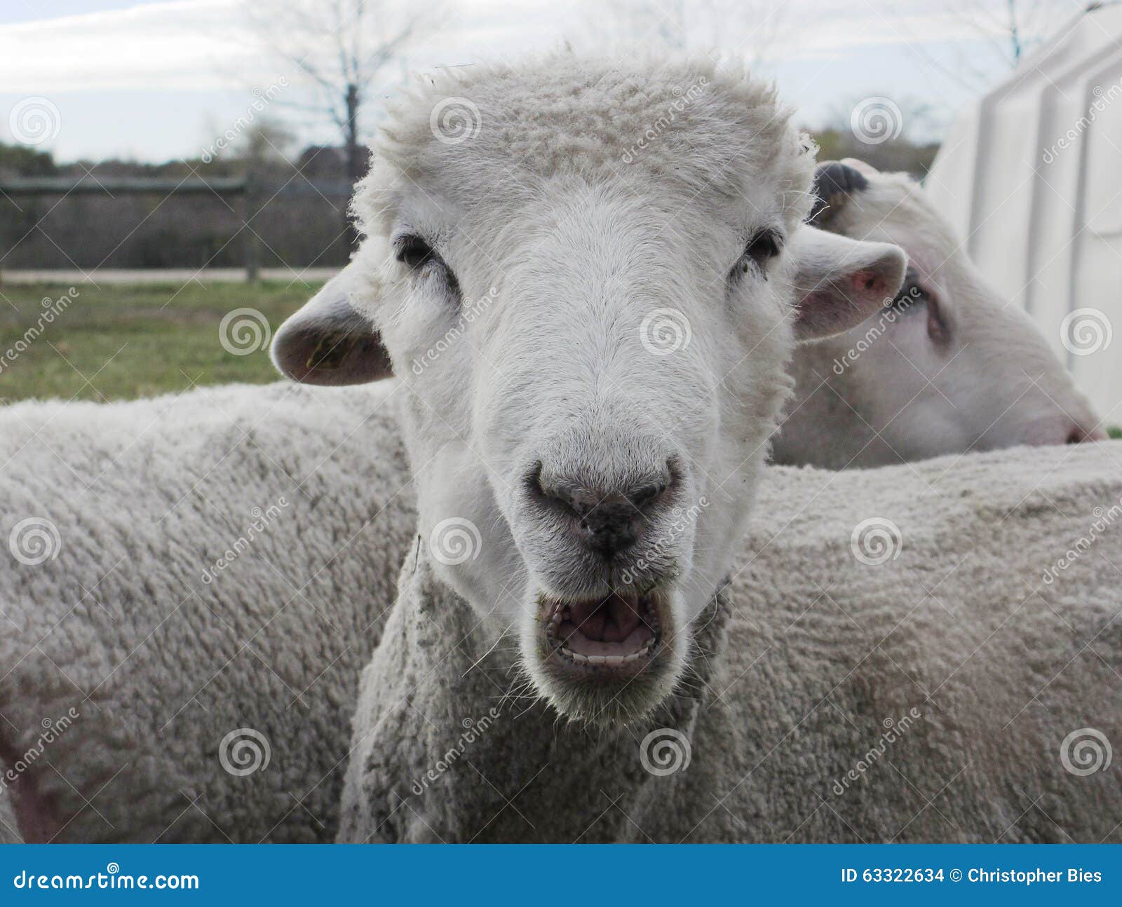 Sheep Talking stock photo. Image of closeup, crevaces - 63322634