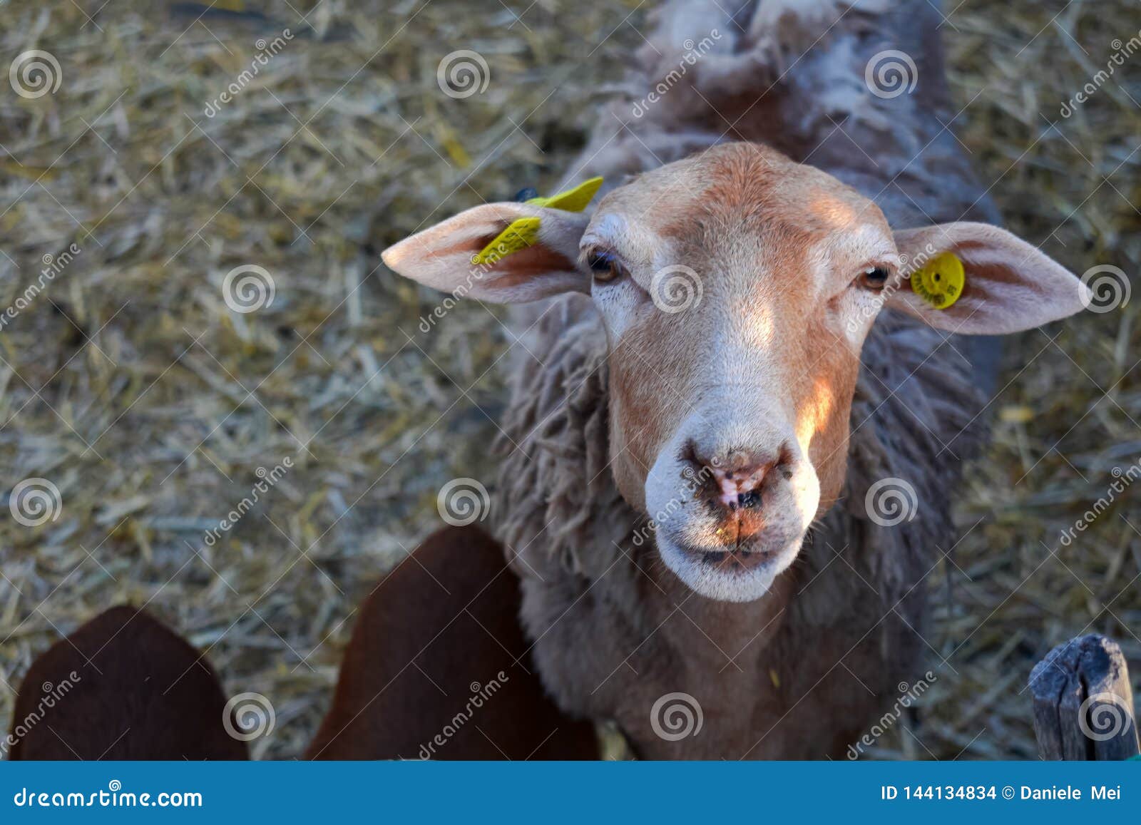 SHEEP stock photo. Image of sheep, animals, amusing - 144134834