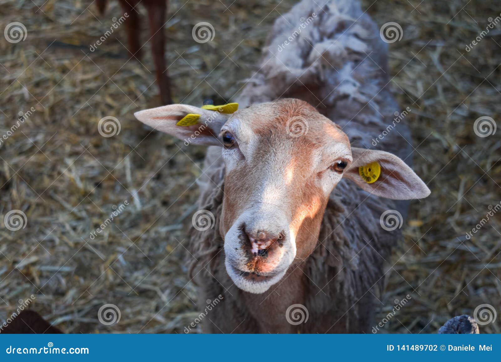 SHEEP stock photo. Image of tender, sweet, animal, farm - 141489702