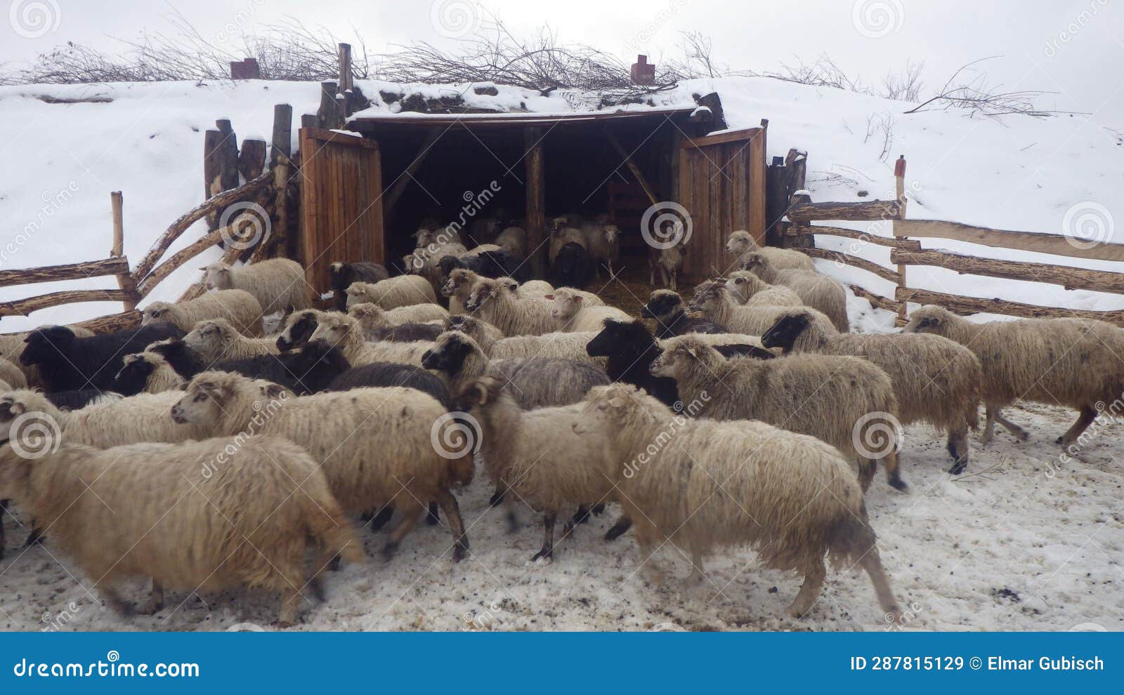 Sheep and Their Environment Stock Image - Image of agriculture, animals ...