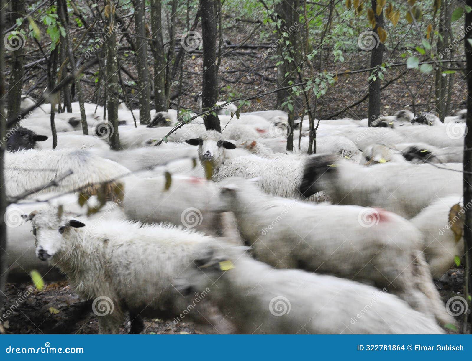 Sheep and Their Environment Stock Photo - Image of agrarian, pair ...