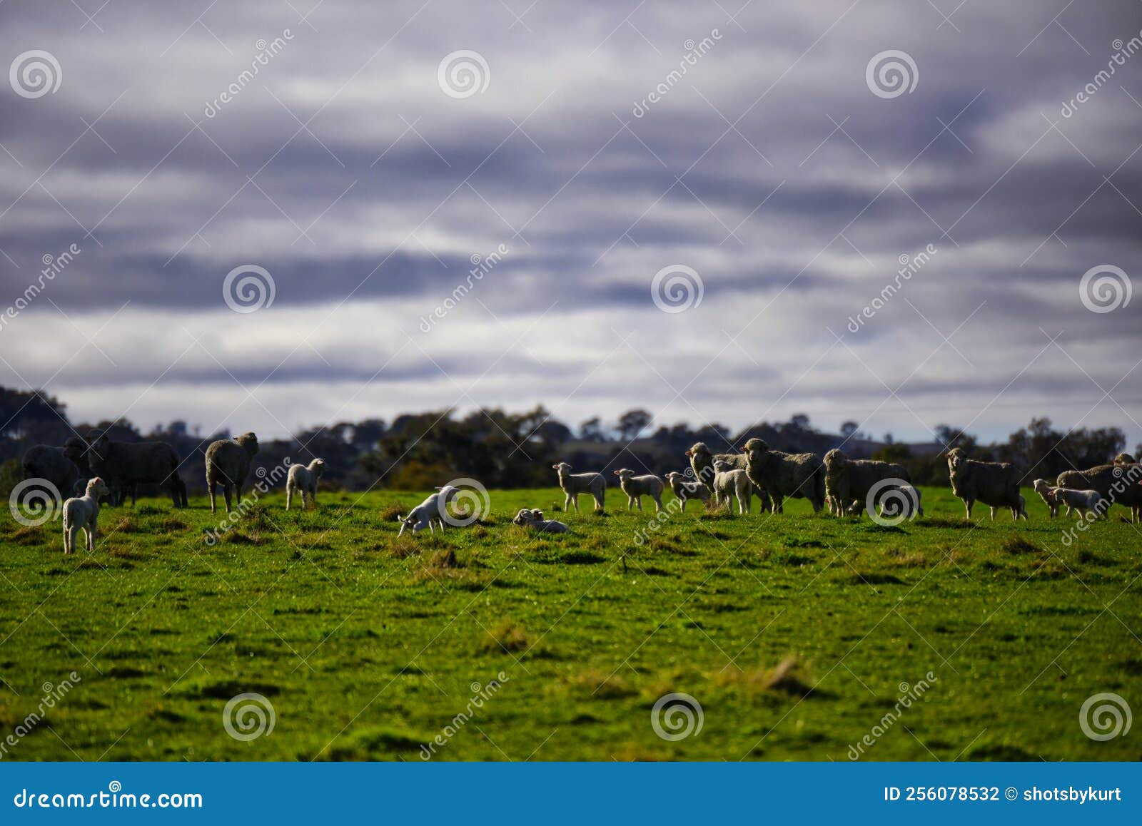 Sheep and Lambs in a Farm Paddock Australia Stock Photo - Image of face ...