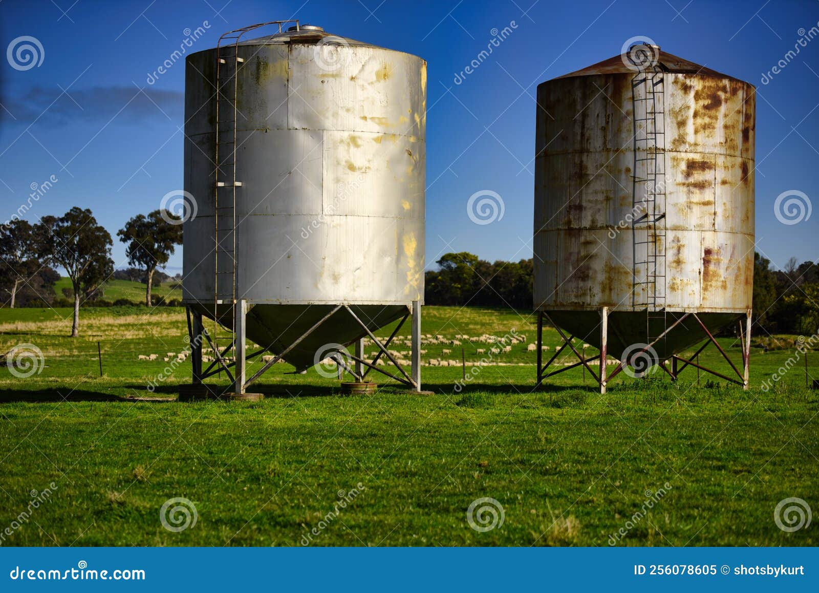 Sheep in a Paddock with Silos Stock Image - Image of farmland, ears ...