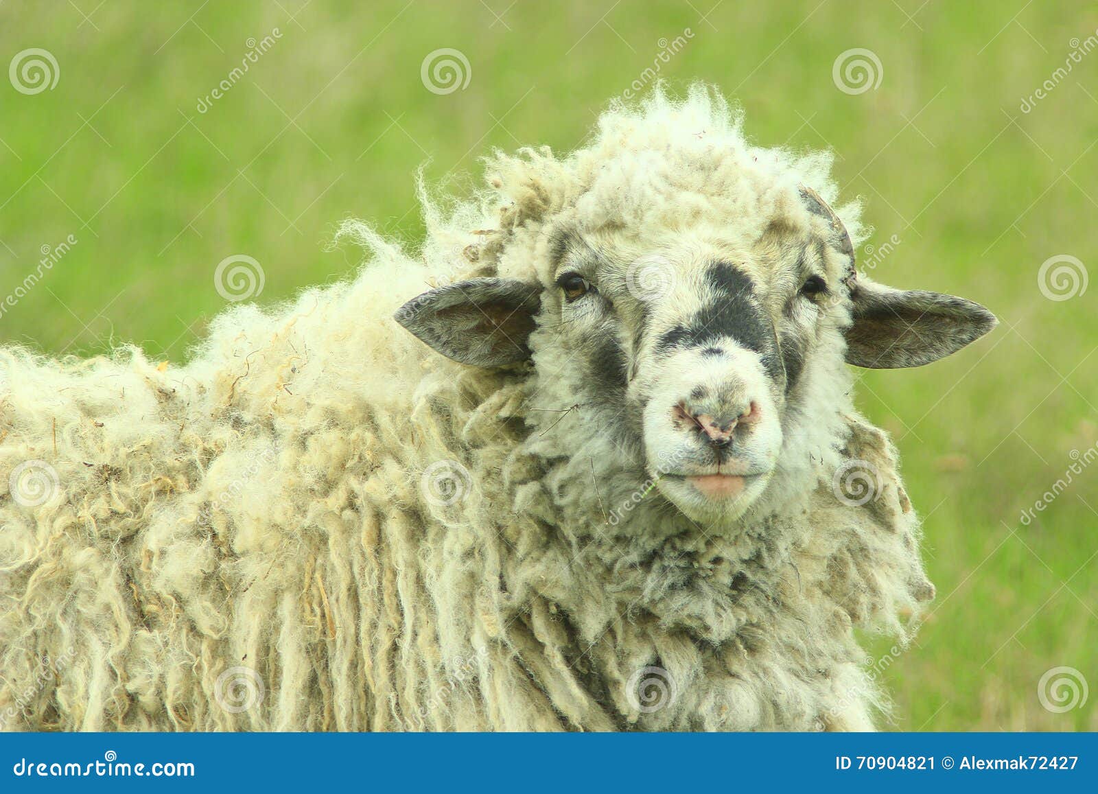 Sheep with thick fleece stock image. Image of nature - 70904821