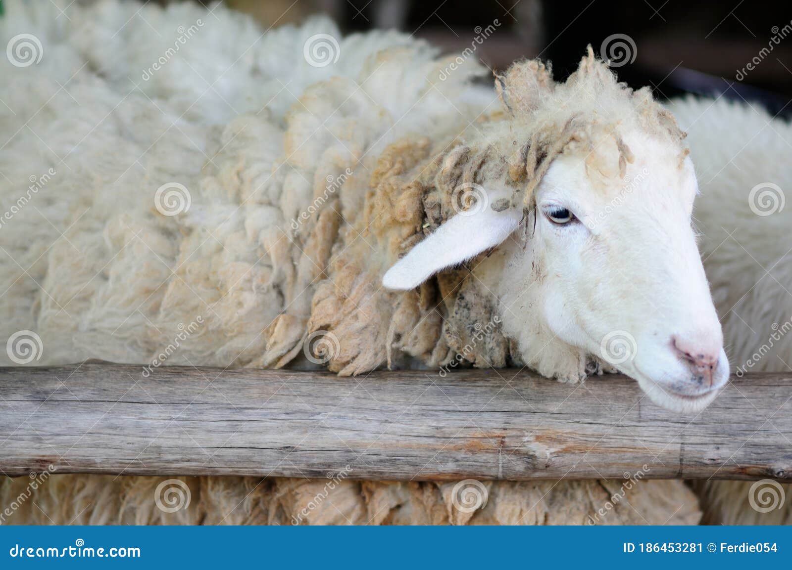 A Sheep with Thick Fur stock image. Image of bovidae - 186453281