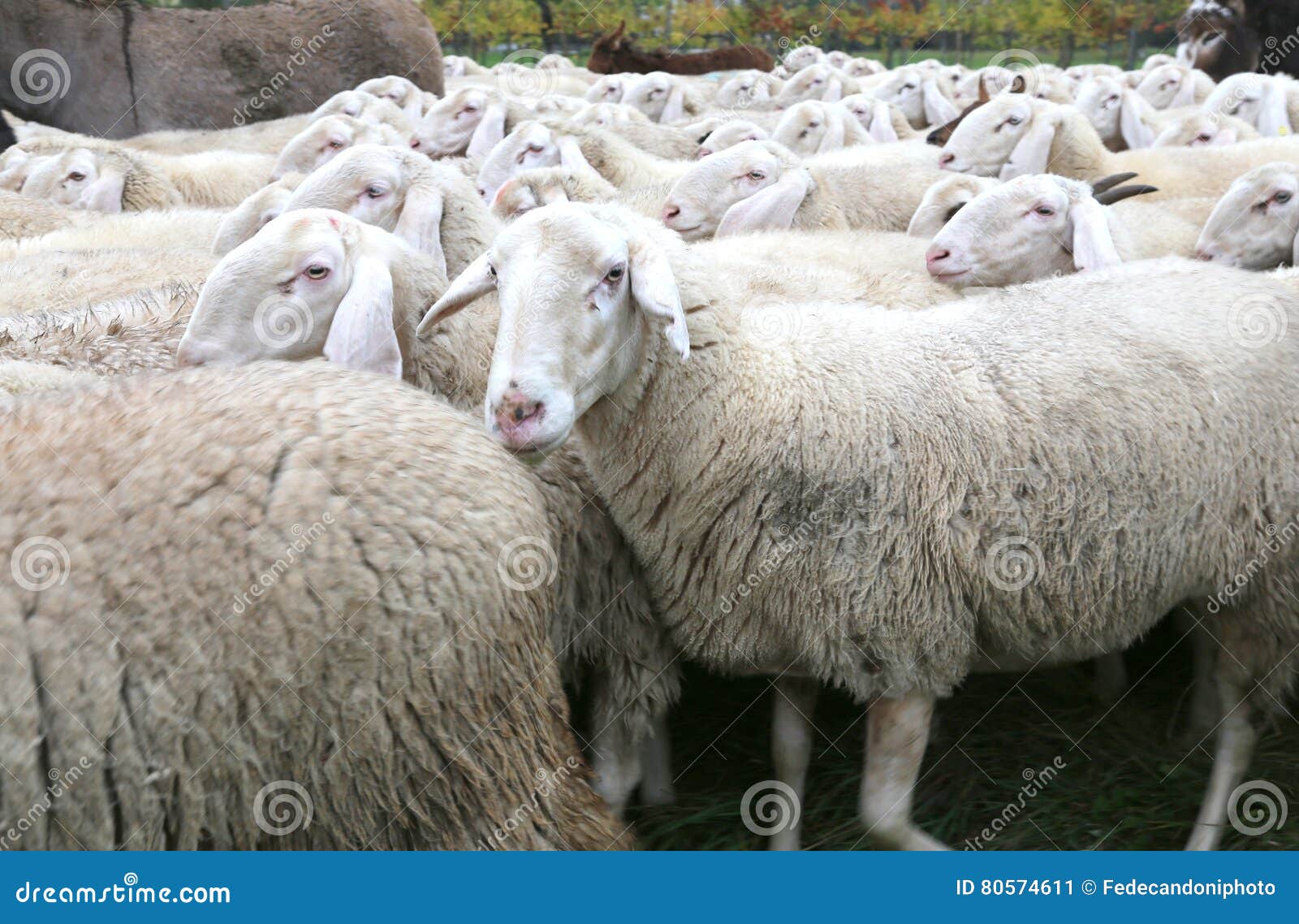 Sheep with Thick White Fur in a Herd with Lots of Sheep Stock Image ...