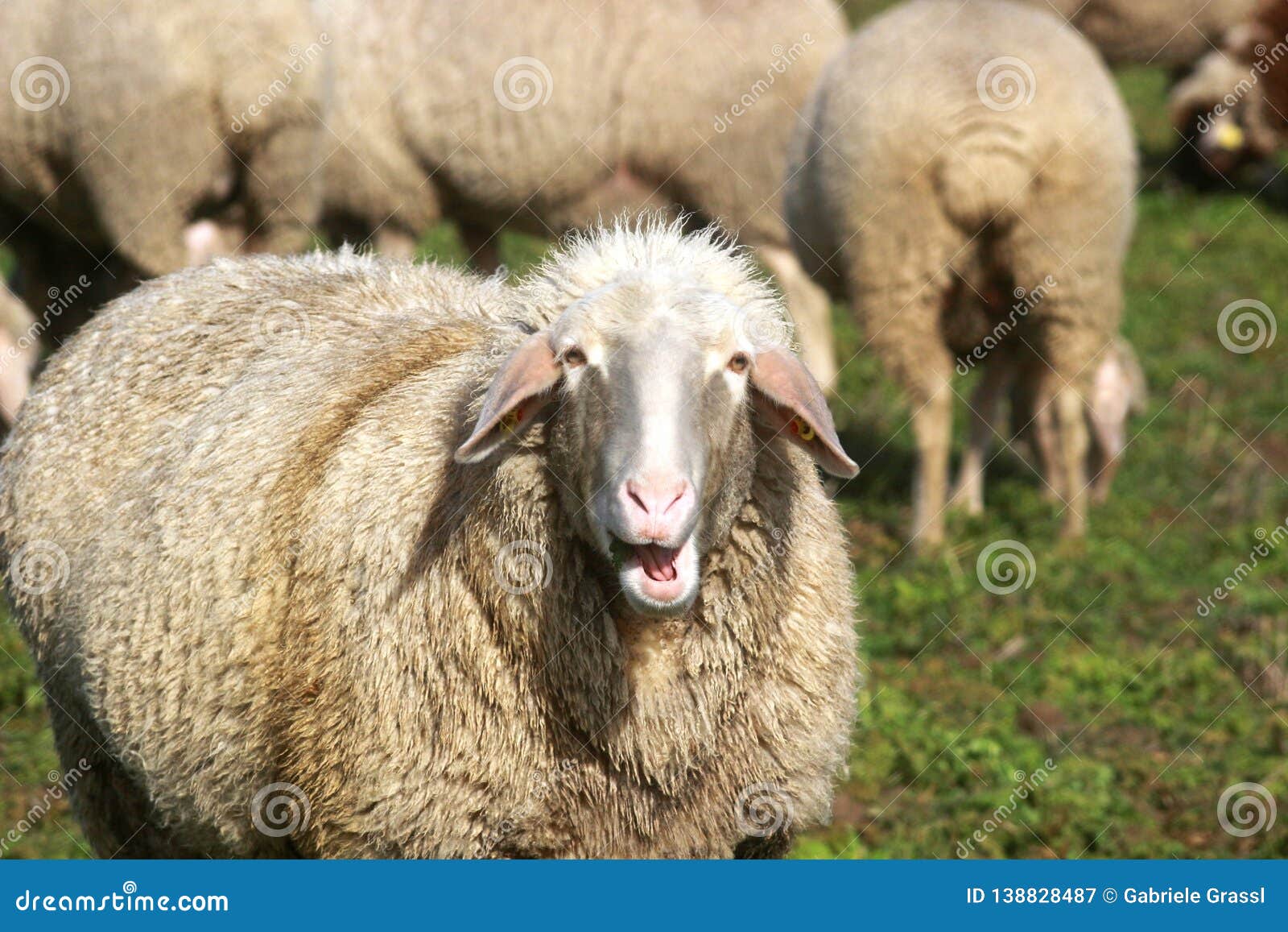 Sheep with Thick Wool Looking at Camera Stock Image - Image of natural ...