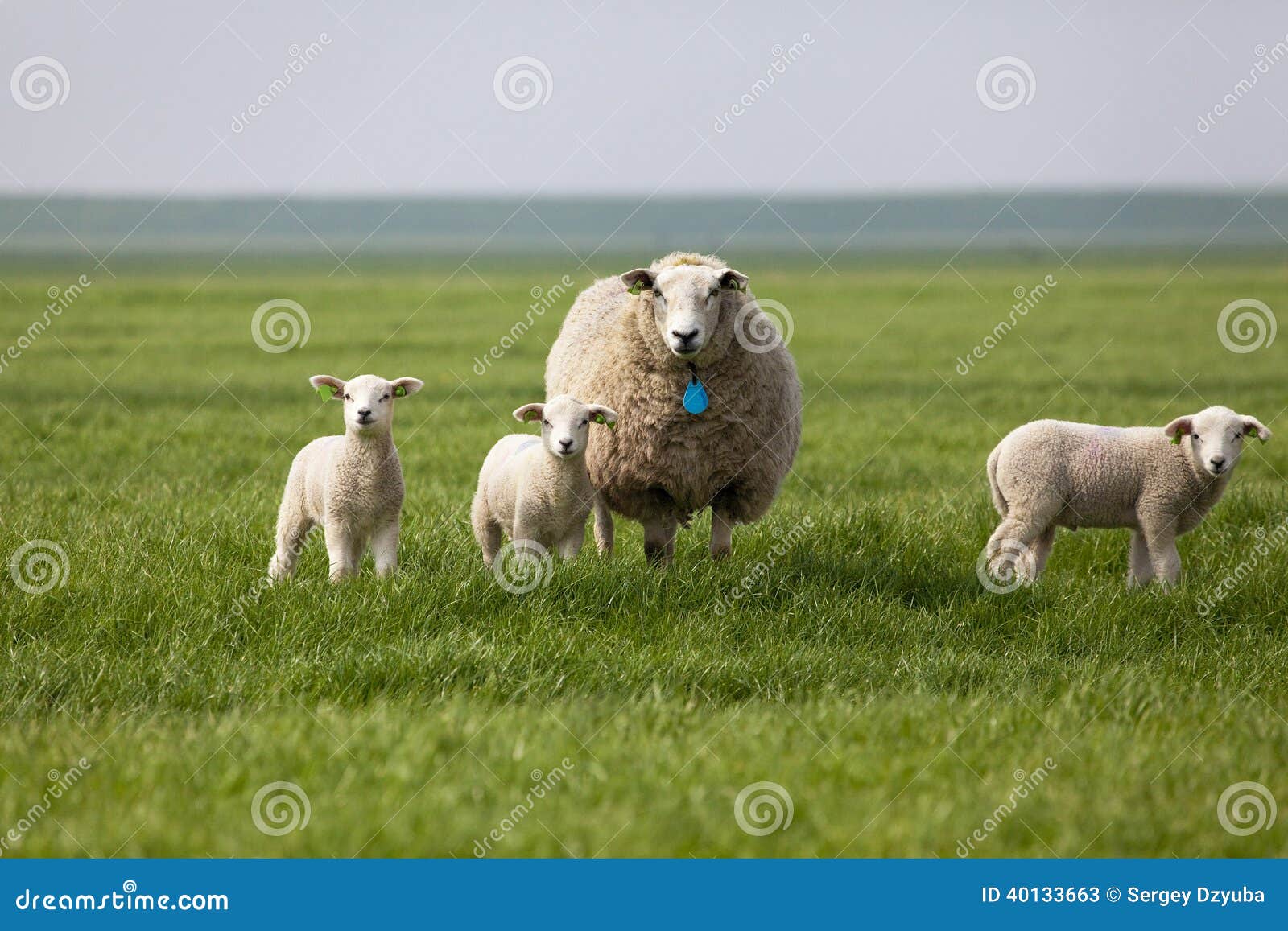 Sheep with Three Lambs in the Field Stock Image - Image of field, three ...