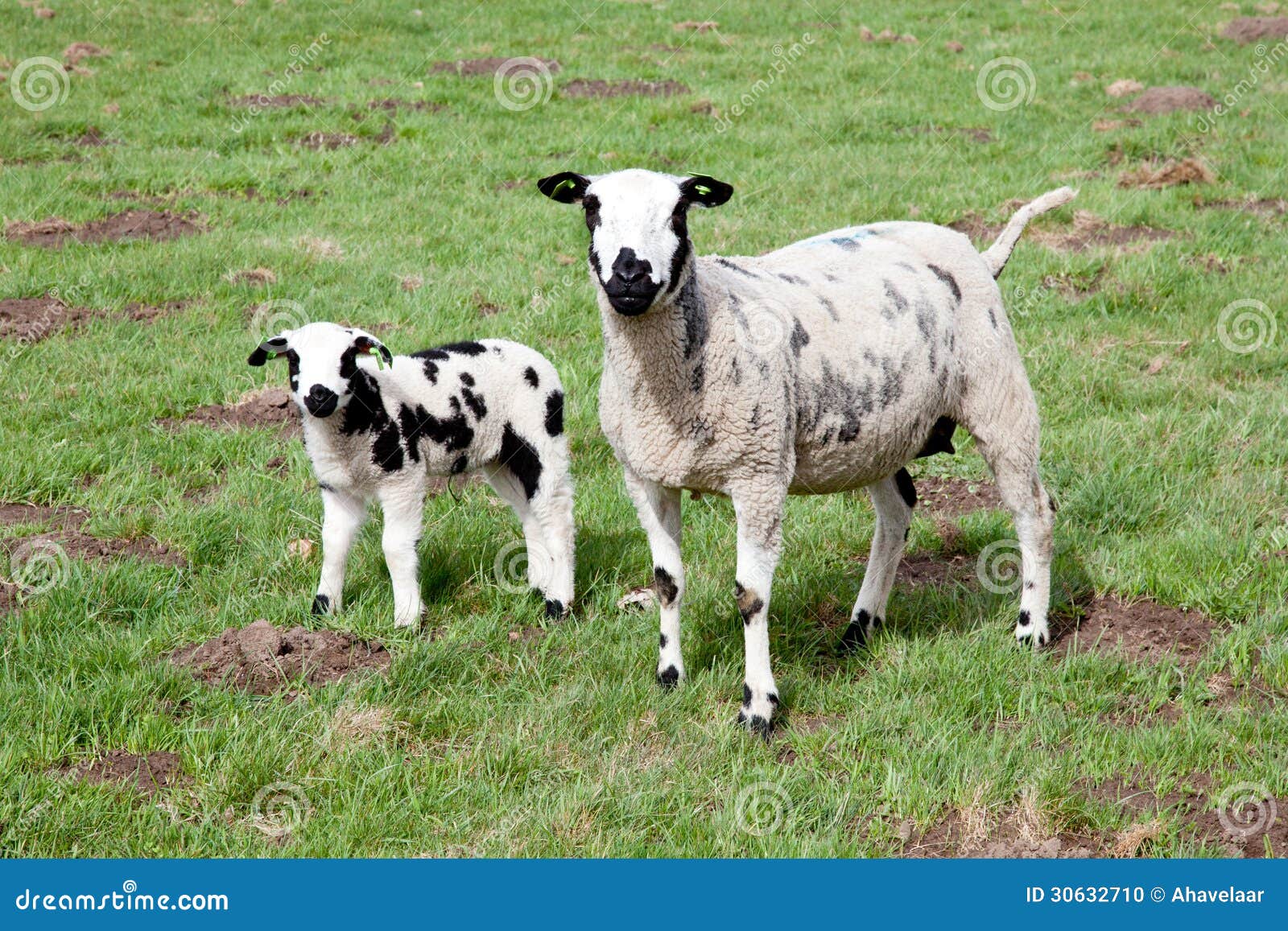 Sheep and Three Lambs in Meadow Stock Photo - Image of countryside ...