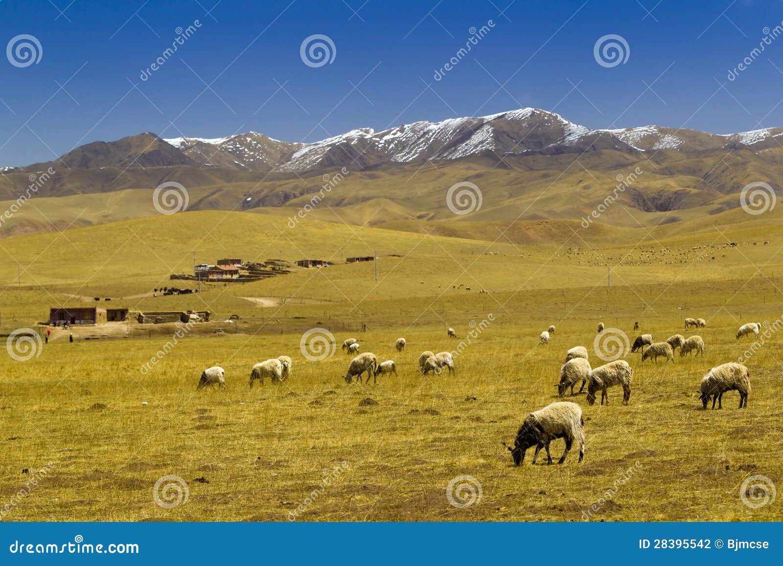 Sheep in Tibet Snow Mountain Stock Photo - Image of beautiful, biulding ...