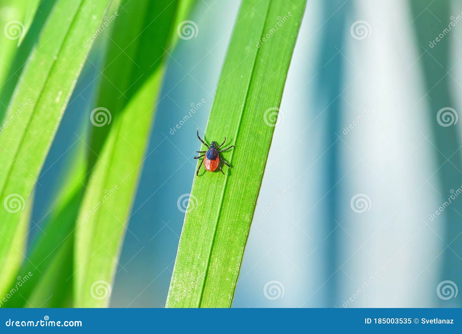 The Sheep Tick, Ixodes Persulcatus Stock Image - Image of ixodes ...