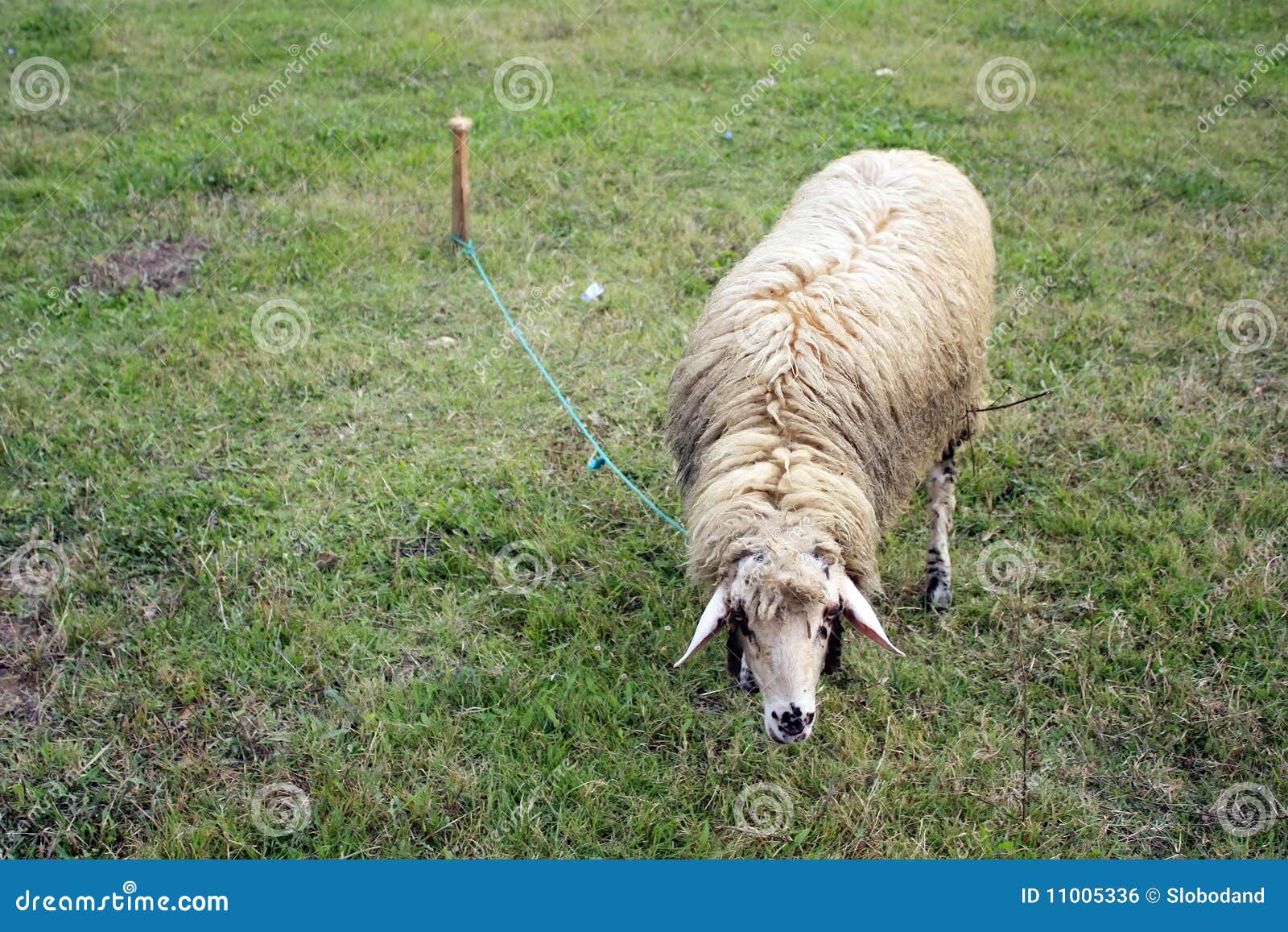 Sheep tied up stock photo. Image of farm, scene, rope - 11005336