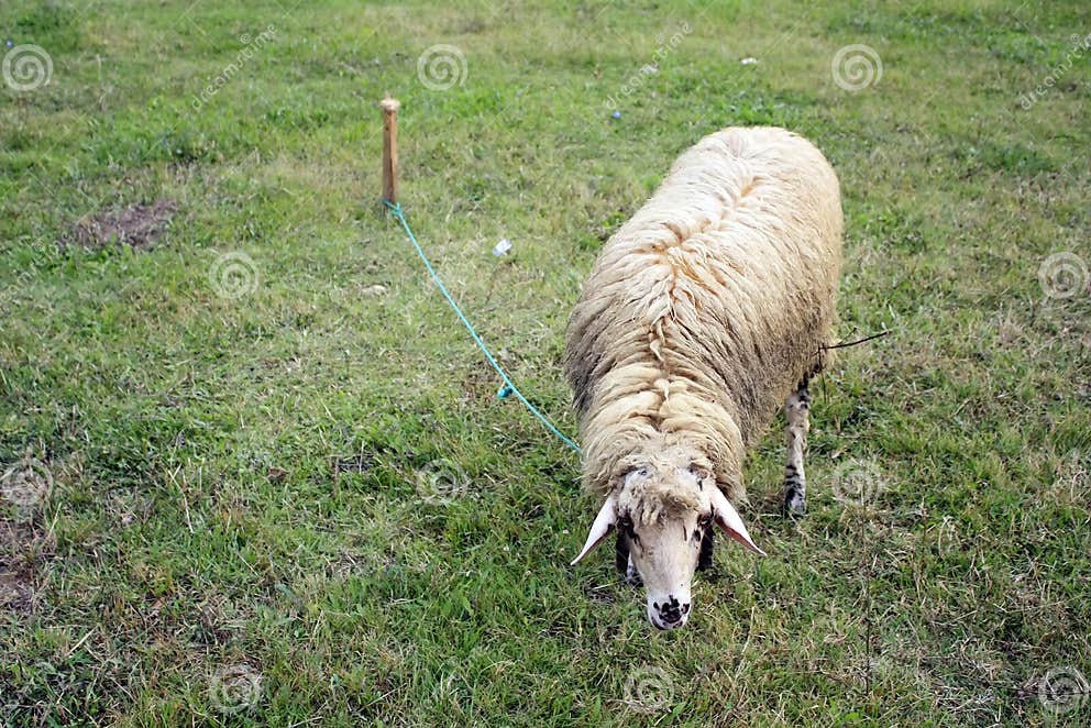 Sheep tied up stock photo. Image of farm, scene, rope - 11005336