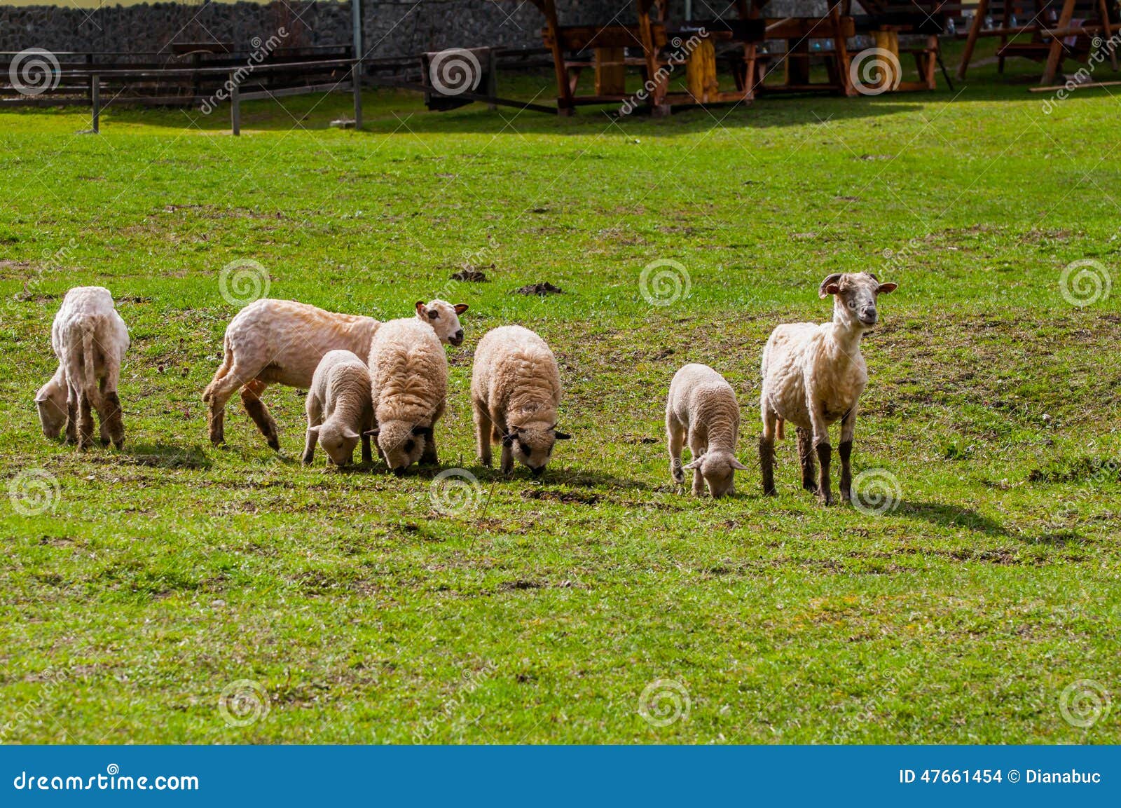Sheep together stock photo. Image of together, green - 47661454