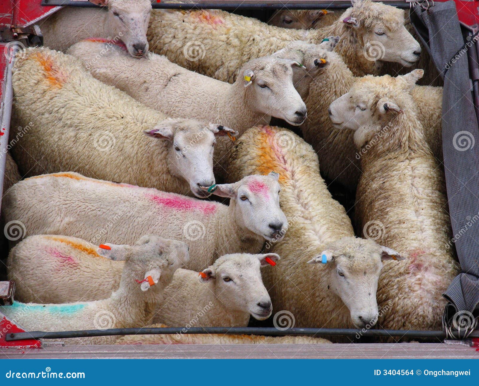Sheep Track stock photo. Image of lamb, animal, transport - 3404564