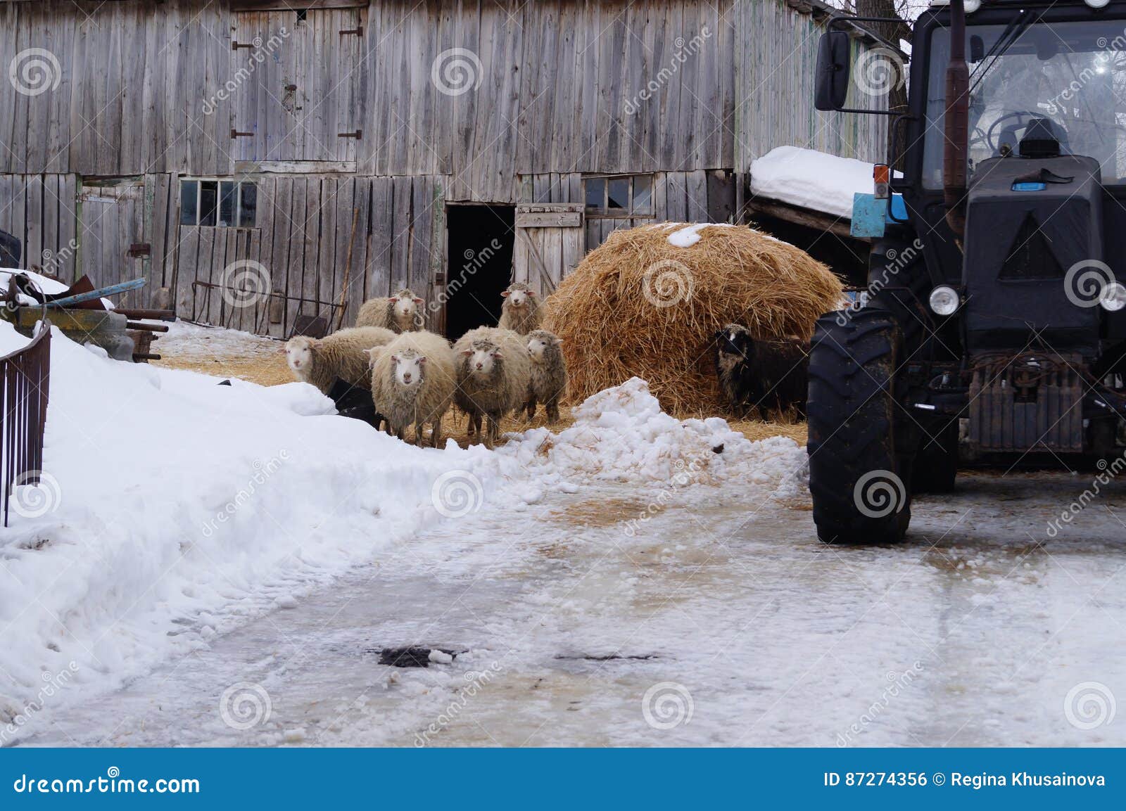 Sheep and tractor stock photo. Image of haystack, mutton - 87274356