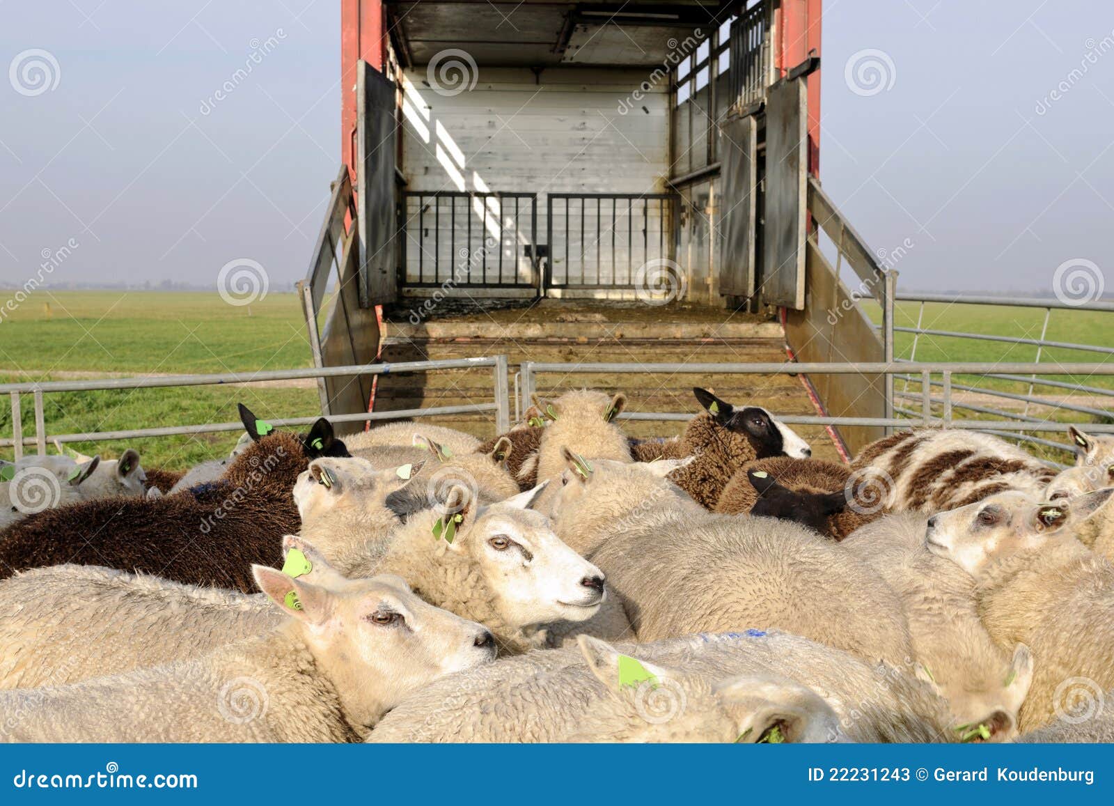 Sheep transport stock image. Image of moving, farming - 22231243