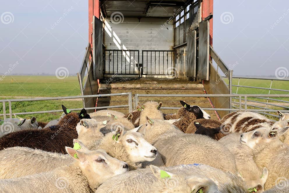 Sheep transport stock image. Image of moving, farming - 22231243