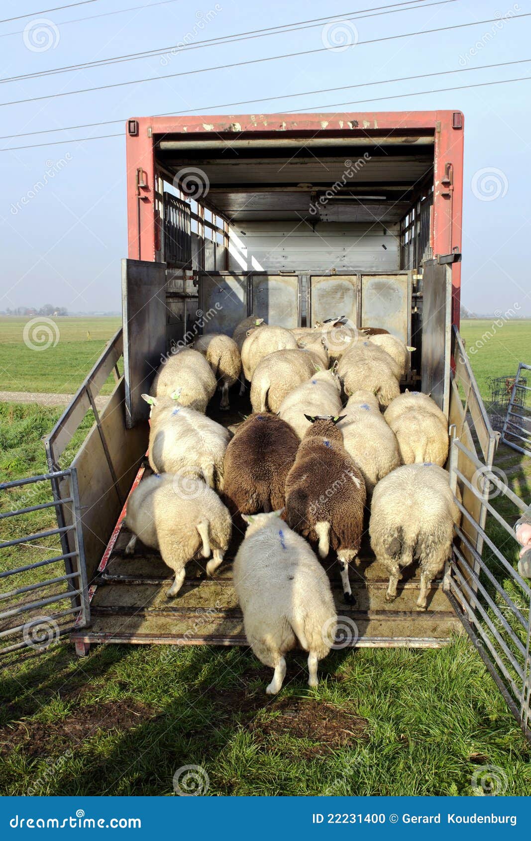 Sheep transport stock photo. Image of agriculture, livestock - 22231400