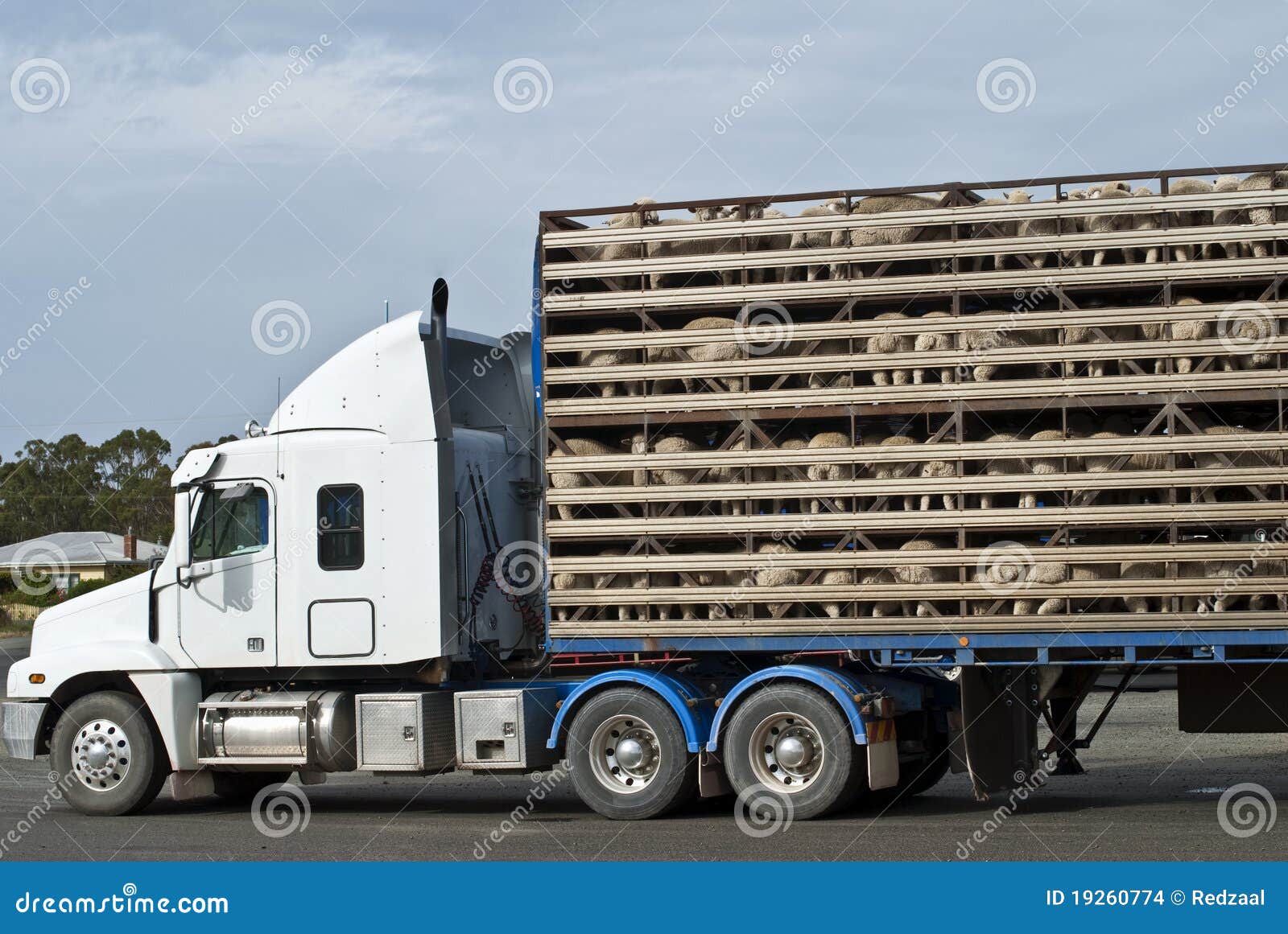 Sheep Transport Vehicle with Full Load Stock Photo - Image of cargo ...