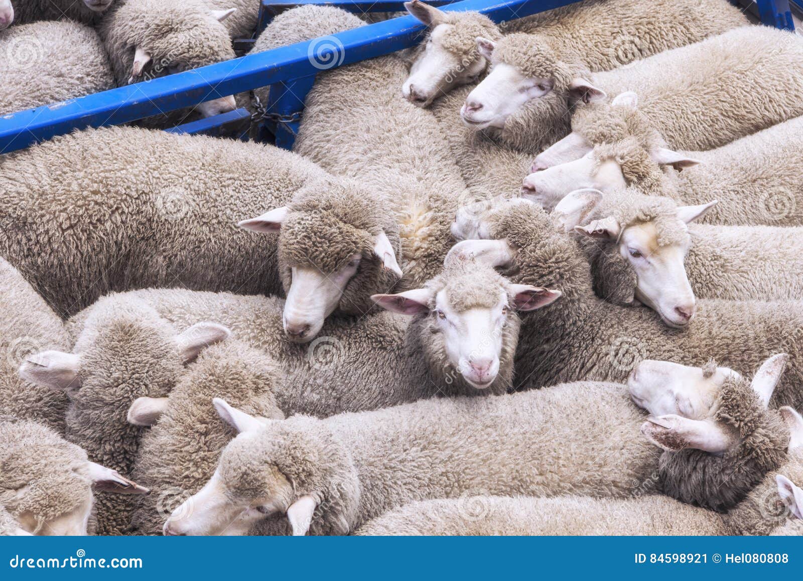 Sheep Transportation, Sheep On The Truck Transport. Sheep Tightly ...