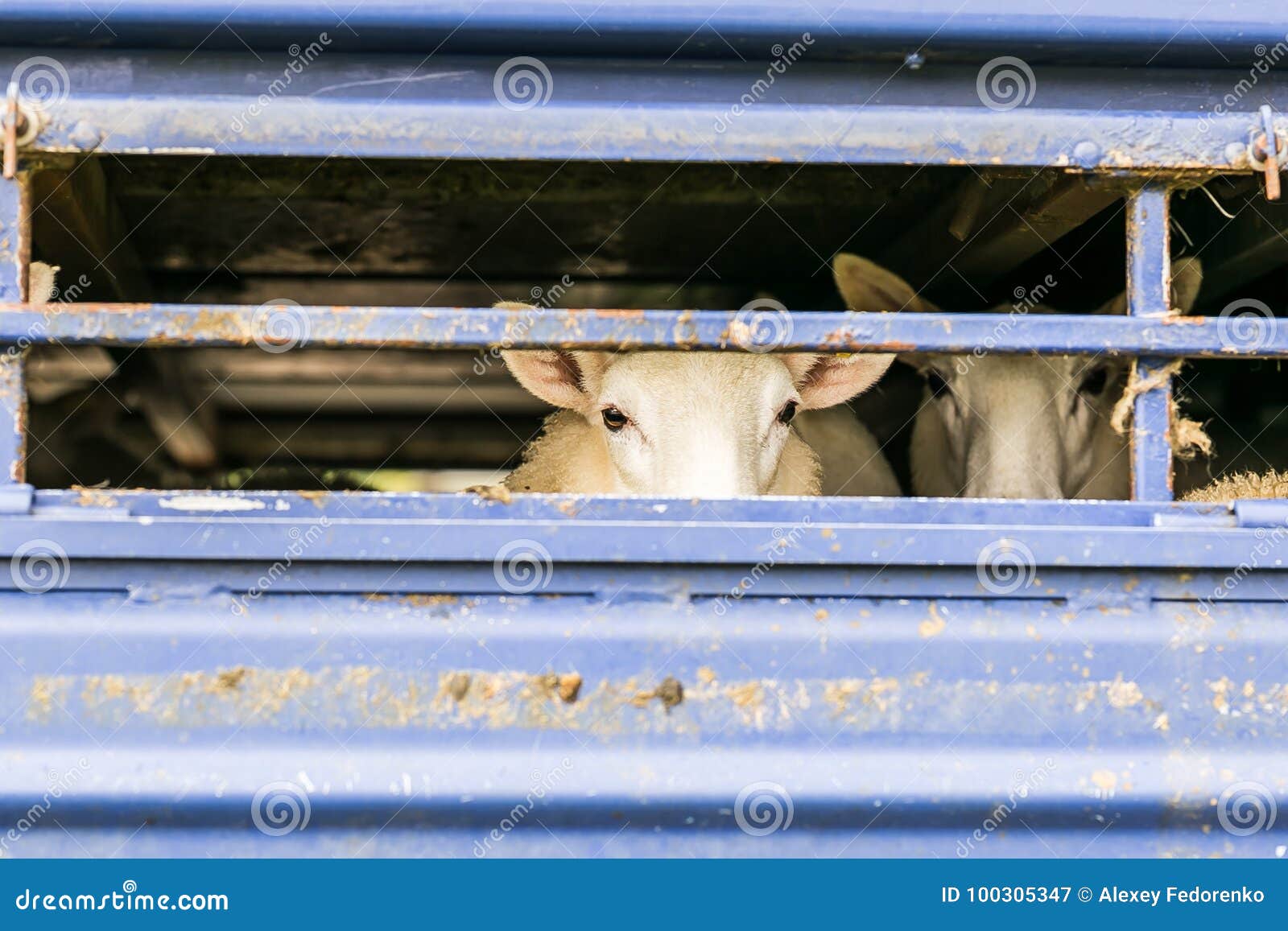Sheep Transportation, Sheep On The Truck Transport. Sheep Tightly ...