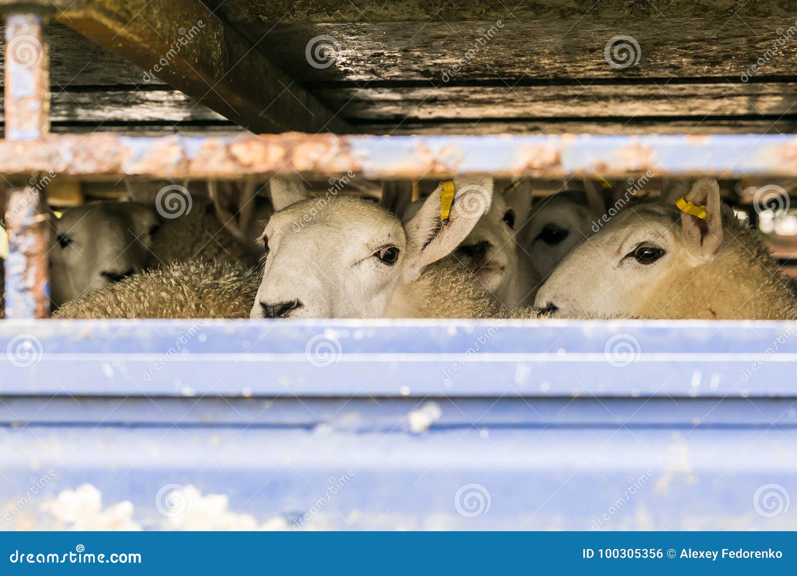 Sheep in Transportation Truck Stock Photo - Image of livestock, farming ...