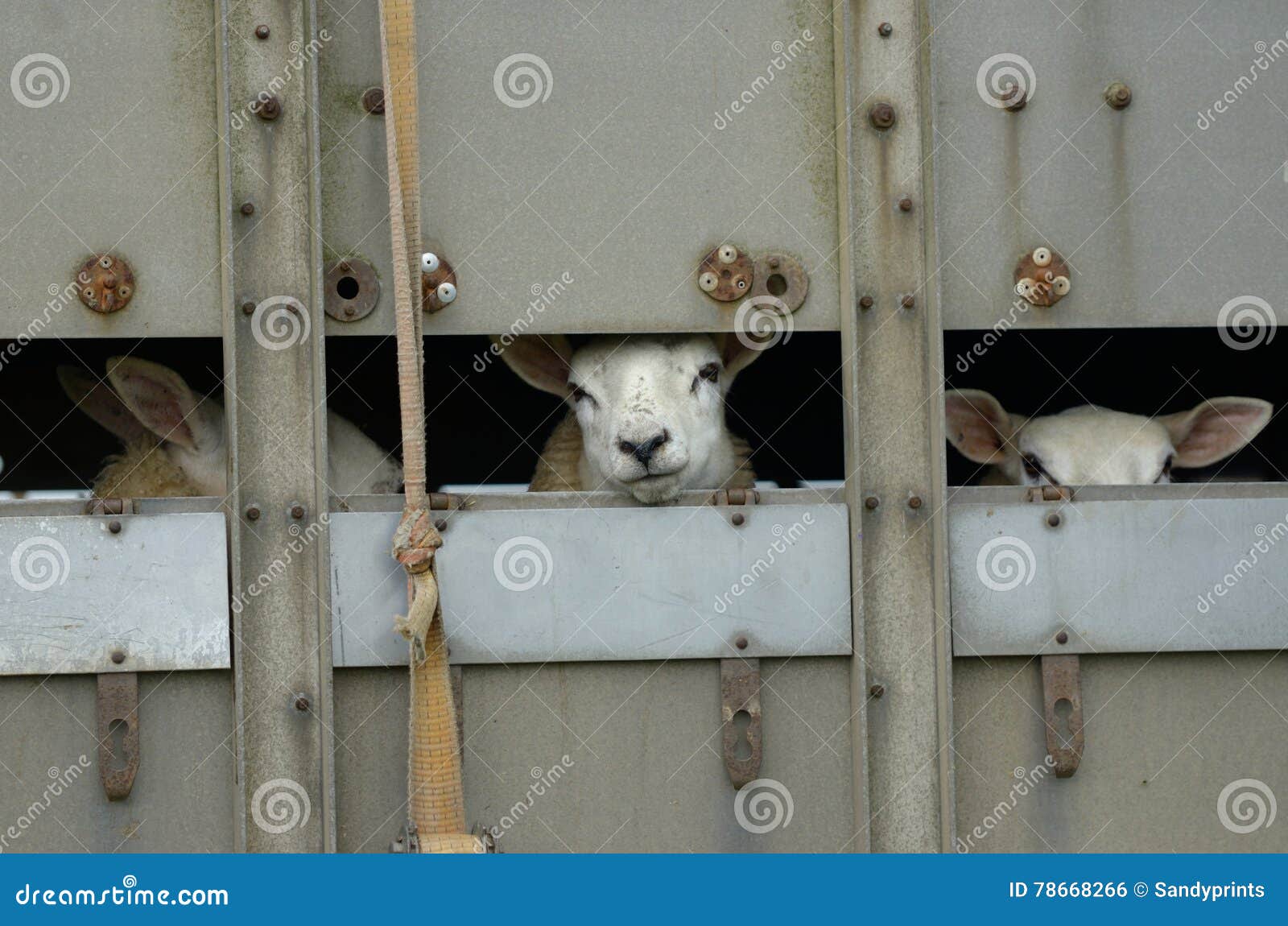 Sheep Transporter Royalty-Free Stock Photography | CartoonDealer.com ...