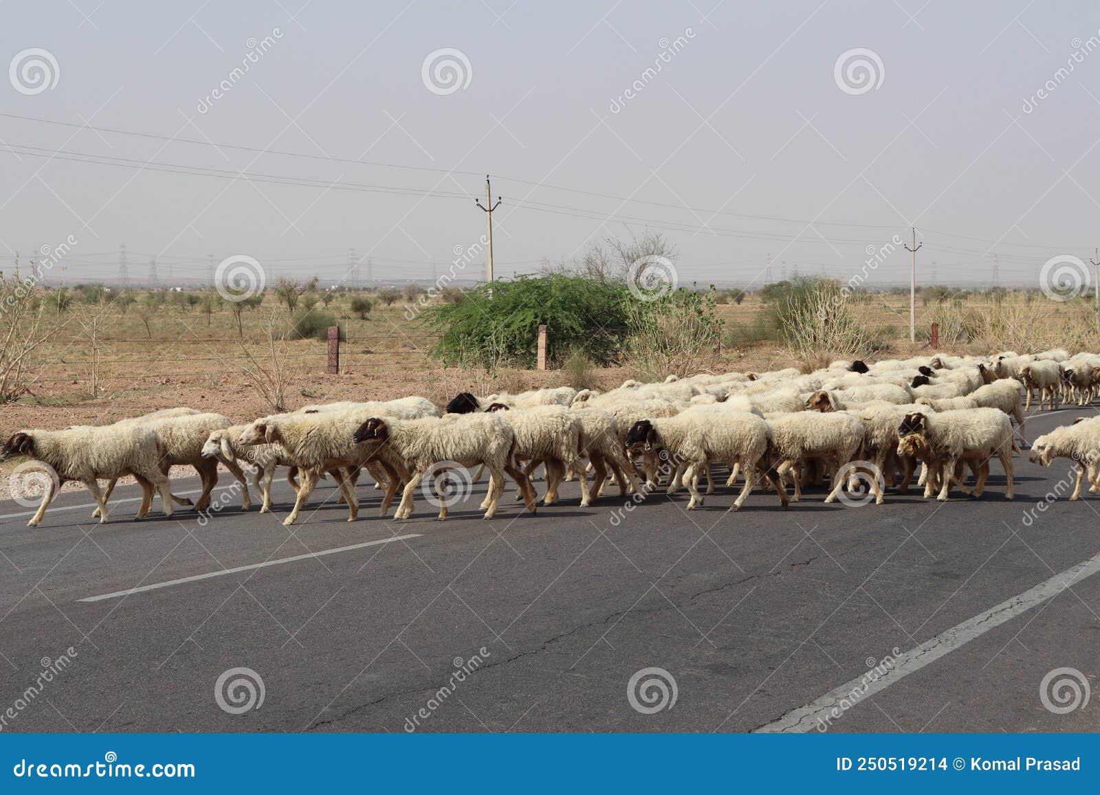 Sheep Traveling in Road Side Stock Photo - Image of india, drawing ...