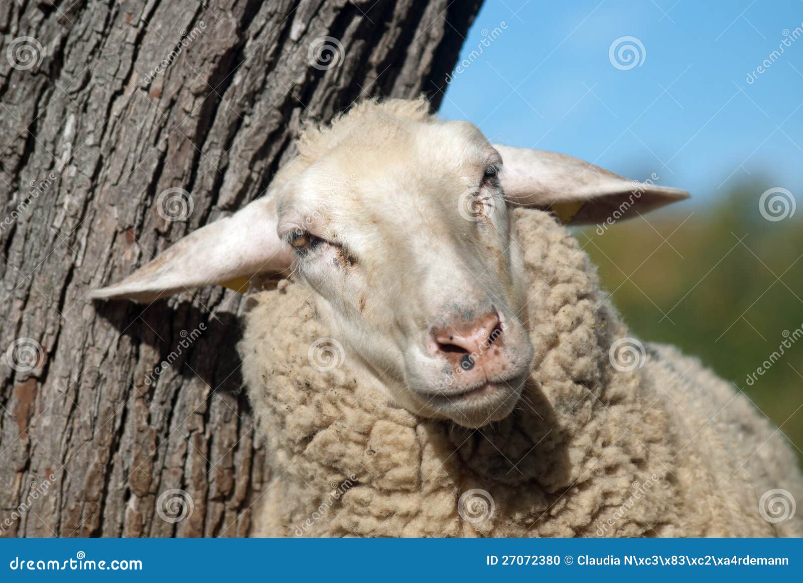 Sheep on a tree stock photo. Image of mammal, single - 27072380