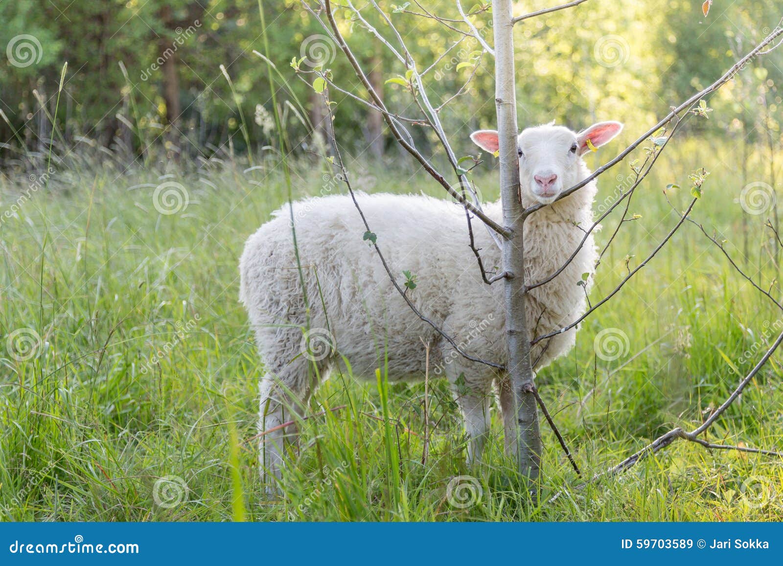 Sheep and tree stock image. Image of grass, long, farm - 59703589