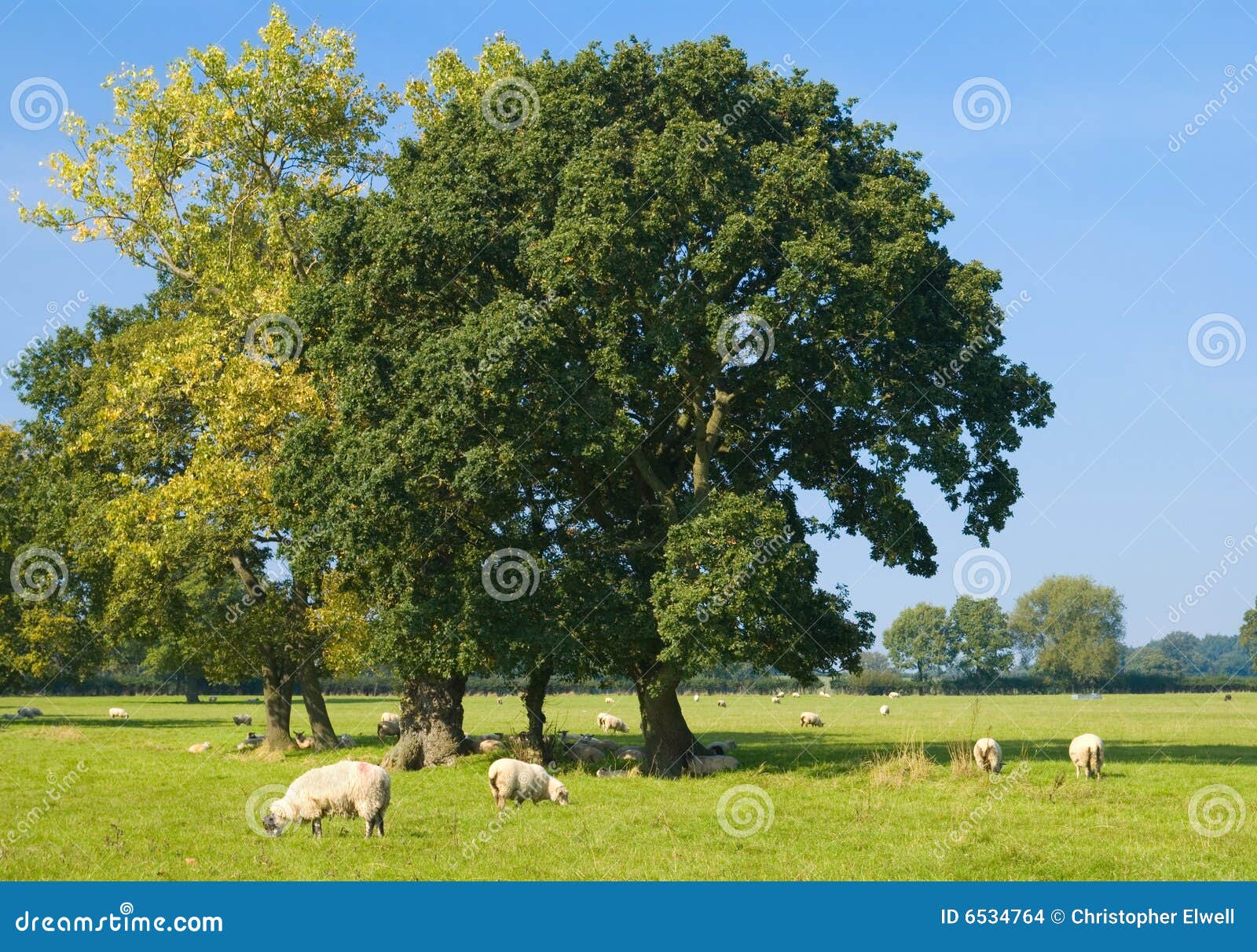 Sheep with Trees stock photo. Image of landscape, blue - 6534764
