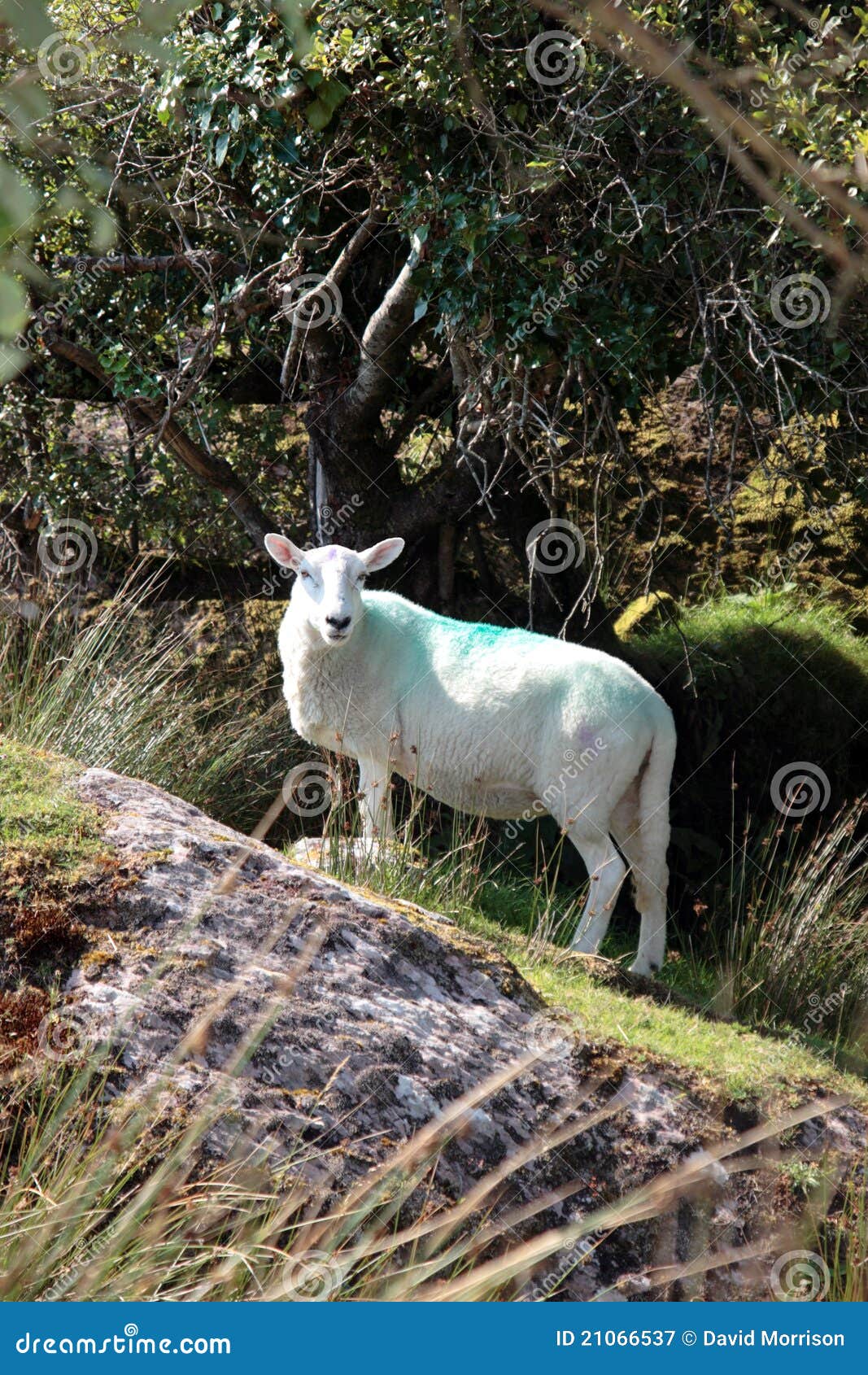 Sheep among Trees on Rocky Hill Stock Image - Image of hill, pasture ...