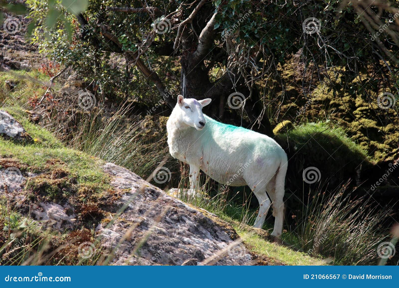 Sheep Among Trees On Rocky Hilltop Stock Image - Image of meadow ...