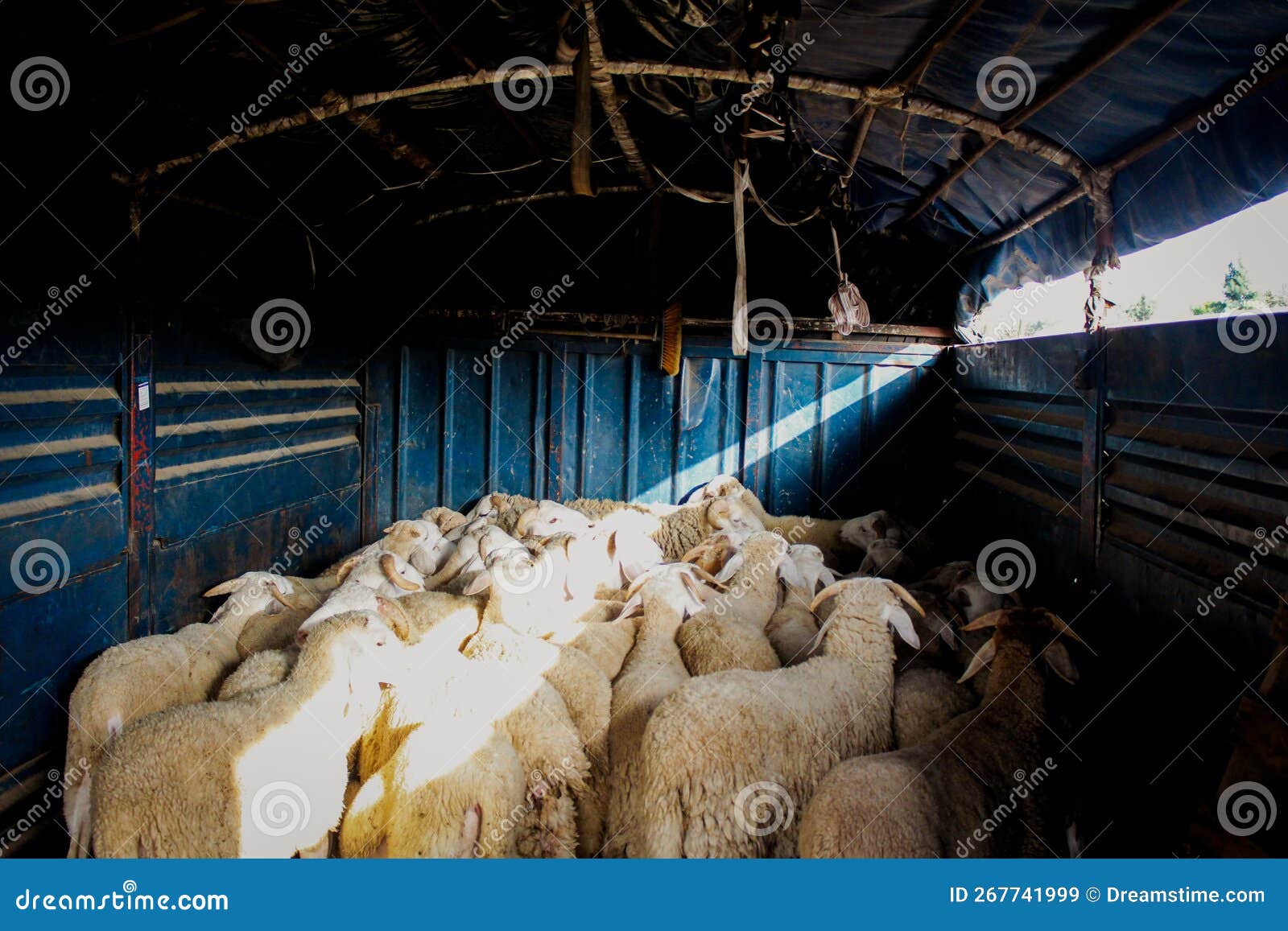 Sheep in a truck stock image. Image of animal, temple - 267741999