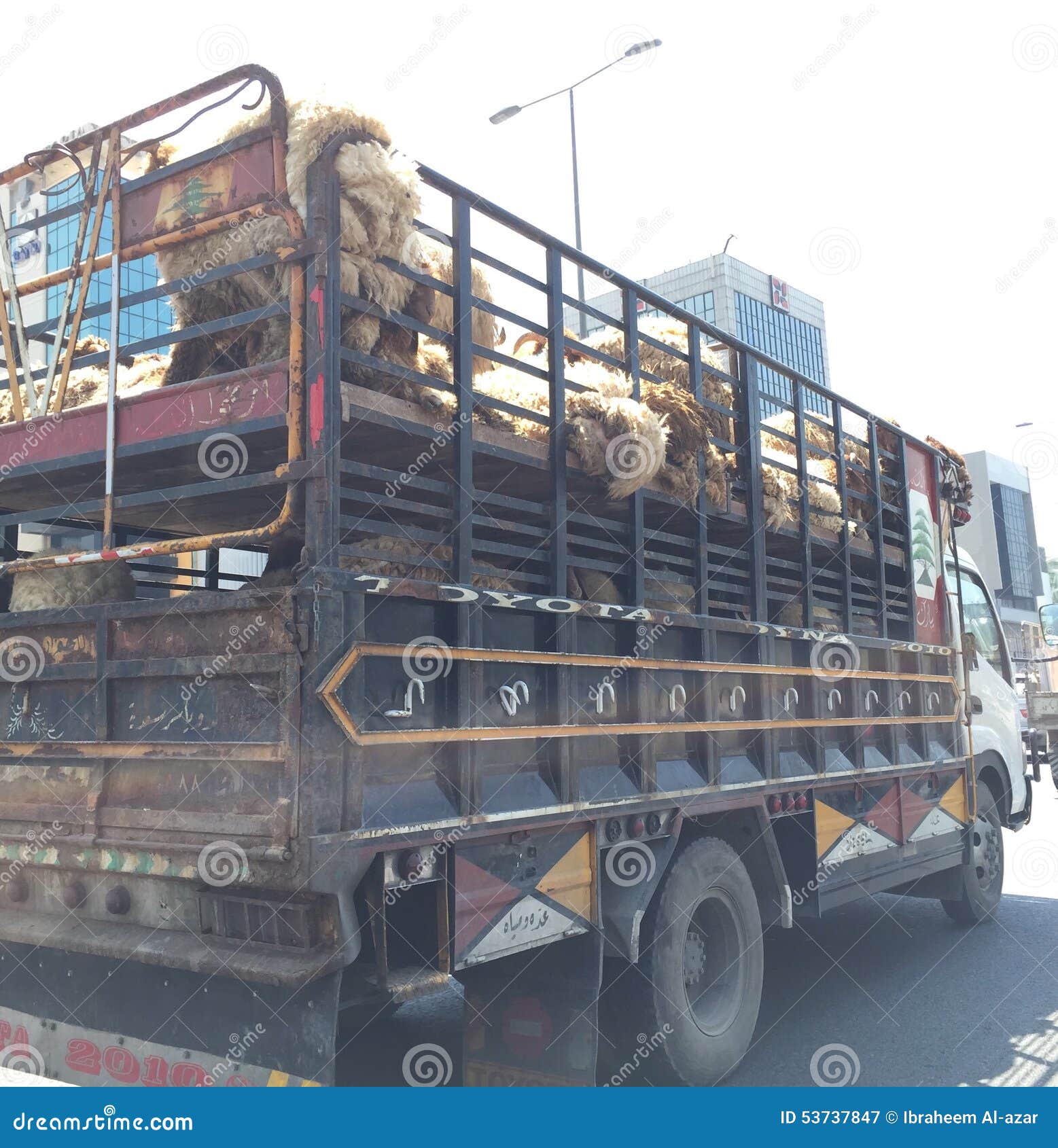 Sheep truck editorial photography. Image of crowded, poverty - 53737847