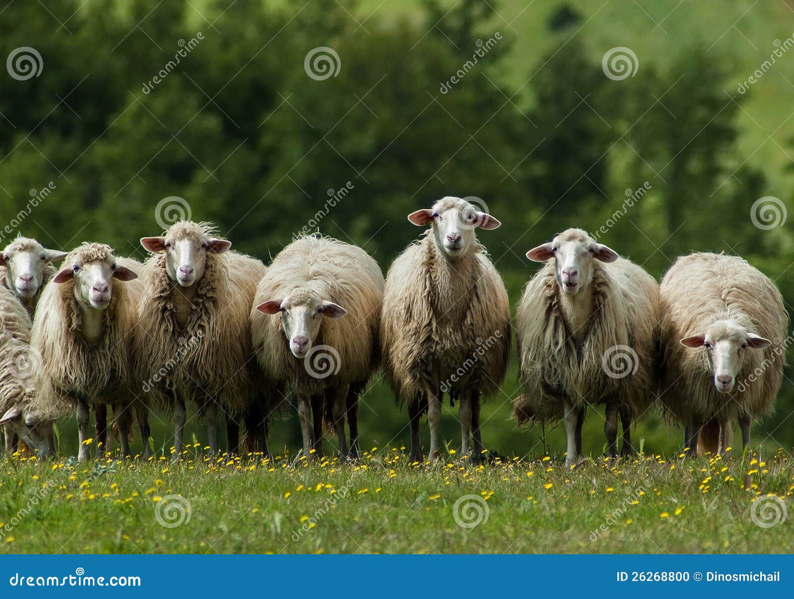 Sheep in Tuscany stock photo. Image of grazing, scenic - 26268800