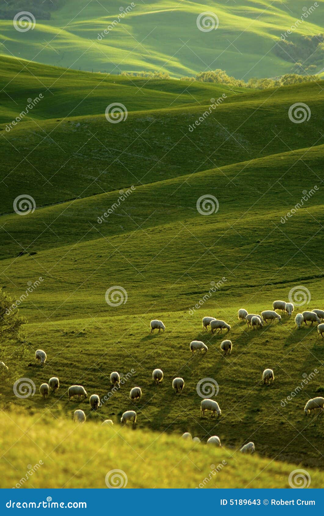 Sheep in Tuscany stock image. Image of calm, serenity - 5189643