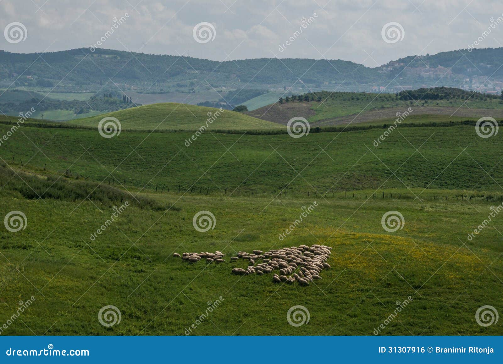 Sheep in Tuscany stock photo. Image of field, flower - 31307916