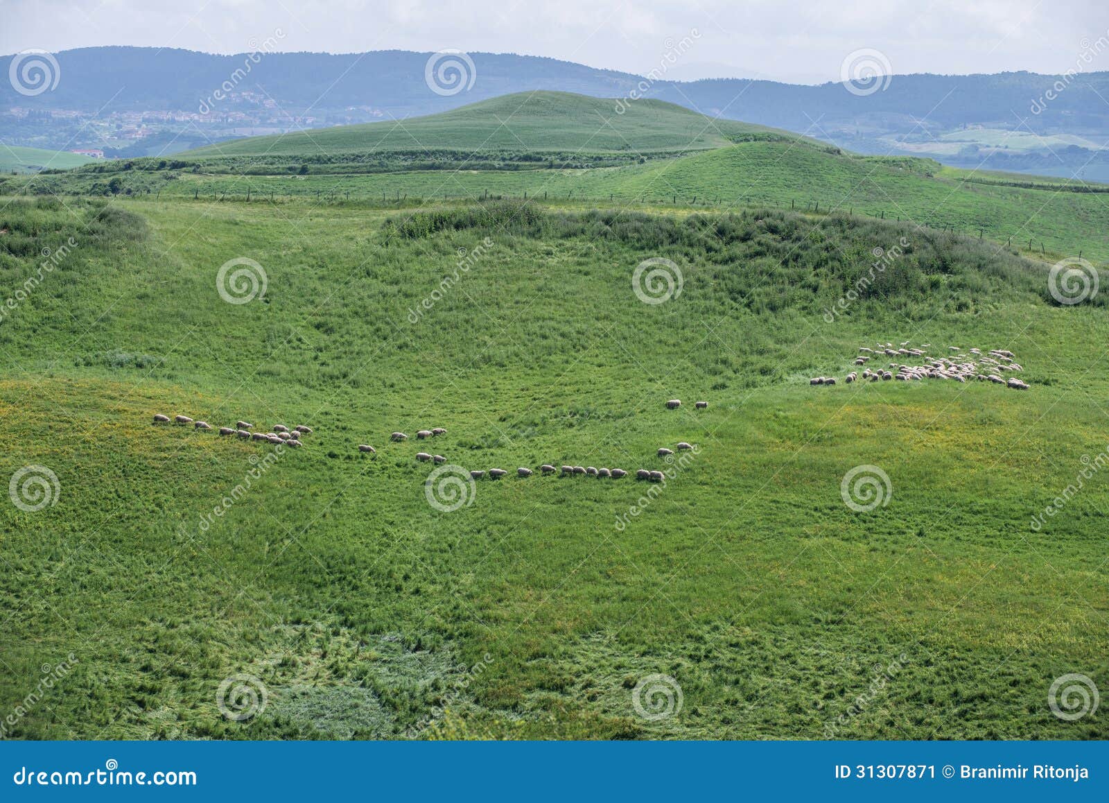 Sheep in Tuscany stock image. Image of cloudy, beast - 31307871