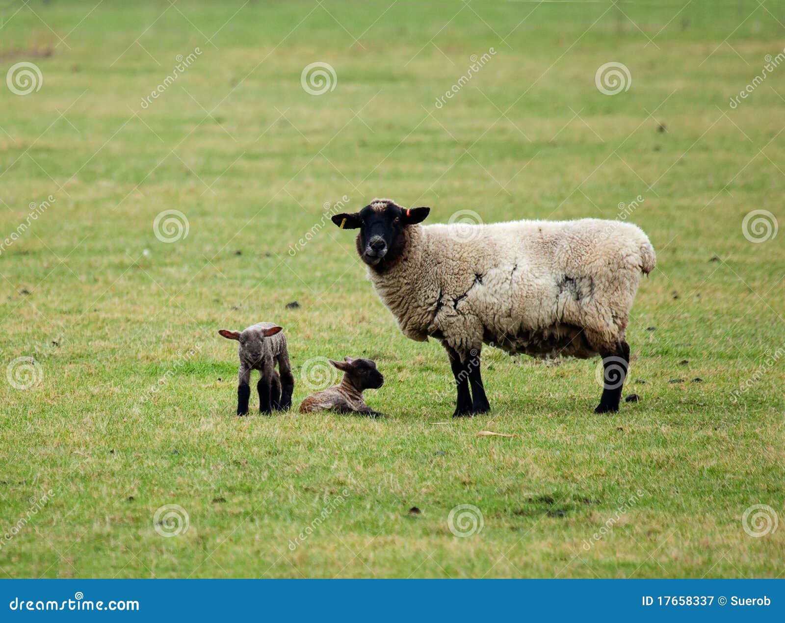 Sheep and twin lambs stock image. Image of january, mammal - 17658337
